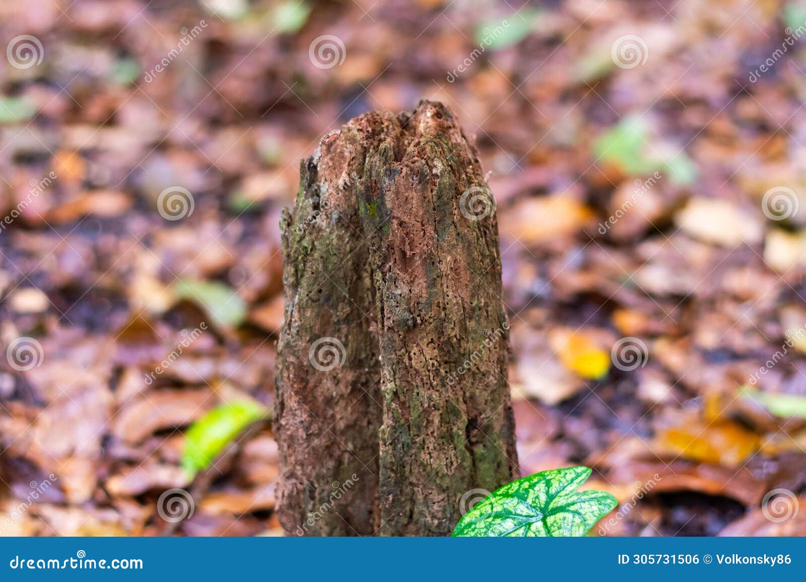 Termites Destroyed the Tree. Tree Stump in the Forest Stock Photo ...