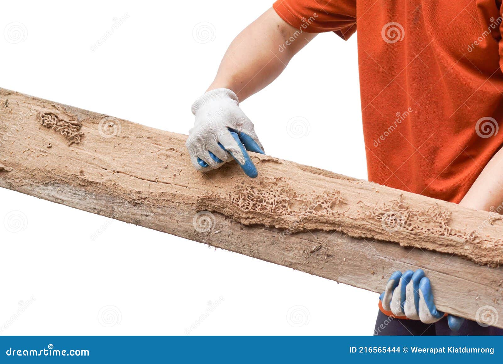 Termites destroying wood stock photo. Image of mend - 216565444