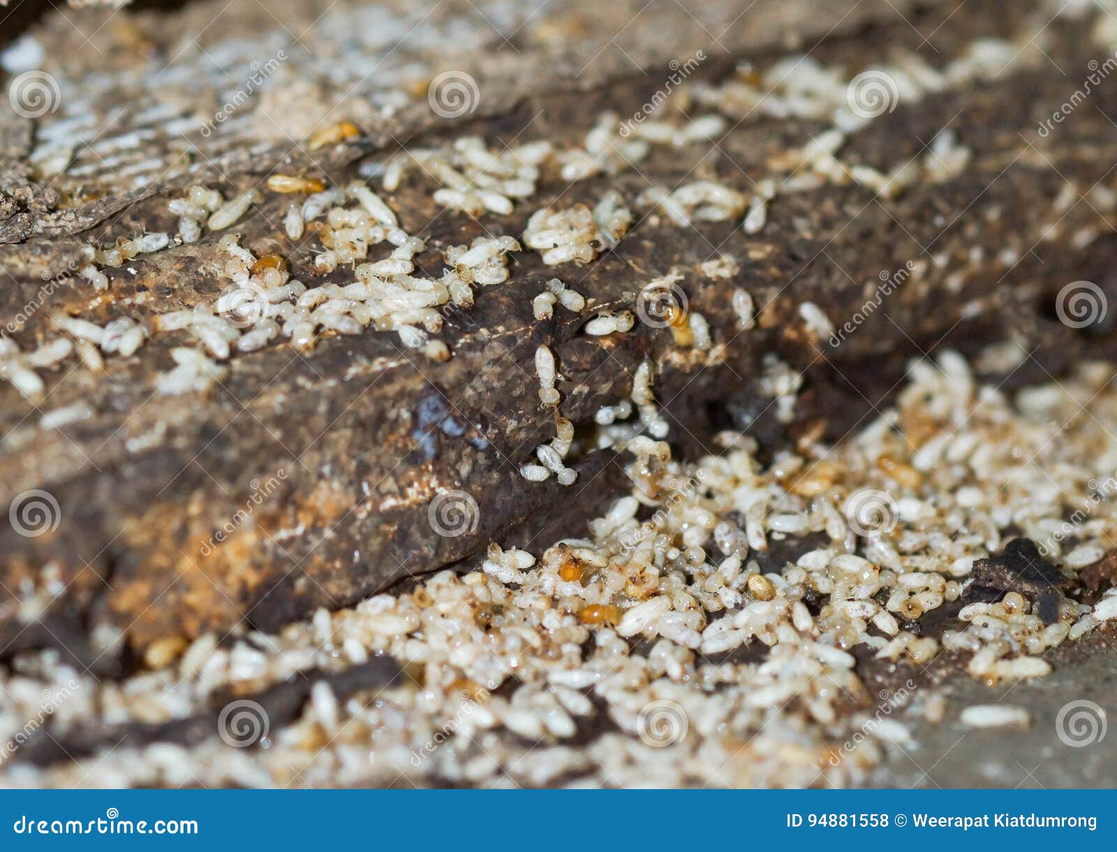 Termites stock photo. Image of termites, swarmer, nature - 94881558