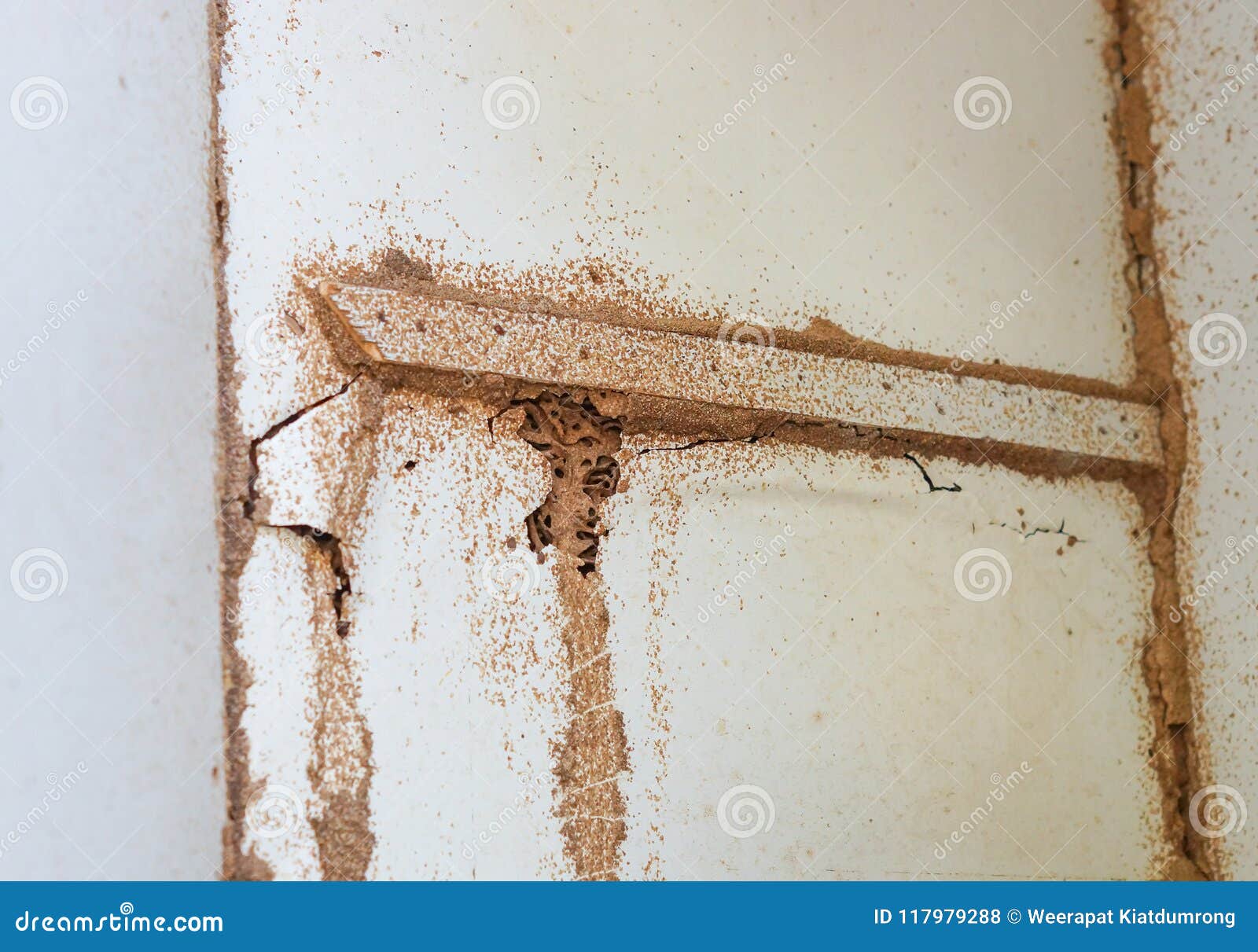 Termites Destroying Wood Inside the Wall Stock Photo - Image of nature ...
