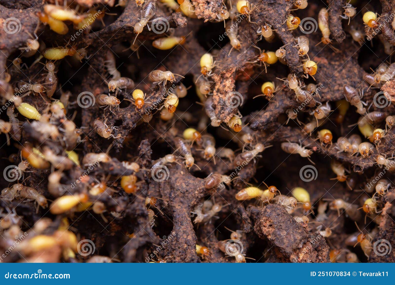 Termites Eat Wooden Planks. Damage of a Wooden House from Termites ...