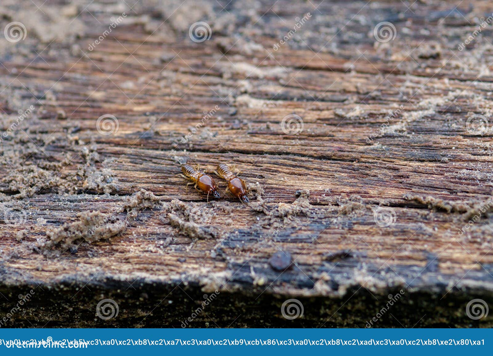 Termites are Eating and Destroying Wood. Stock Photo - Image of ...