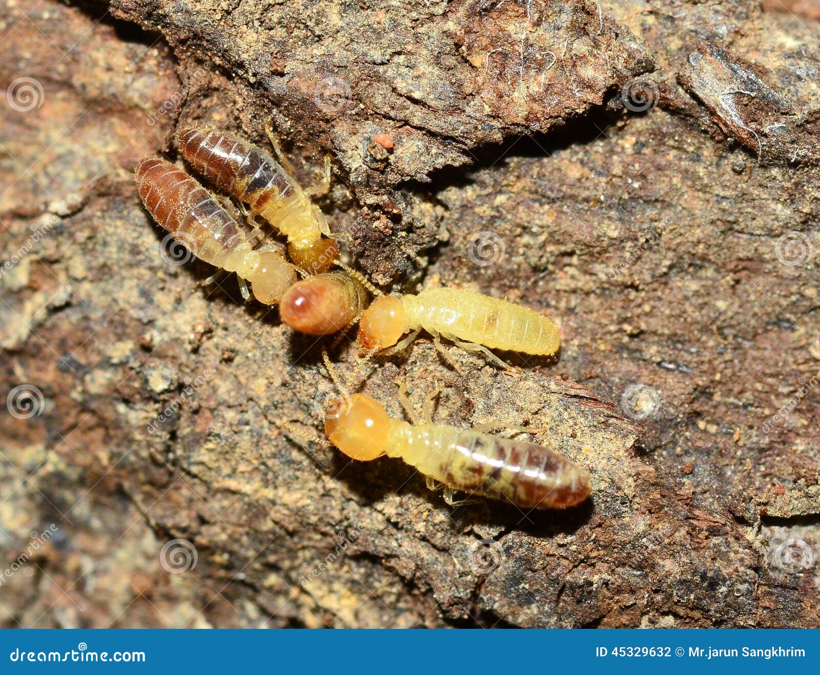 Termites stock photo. Image of destruction, insecta, termites - 45329632