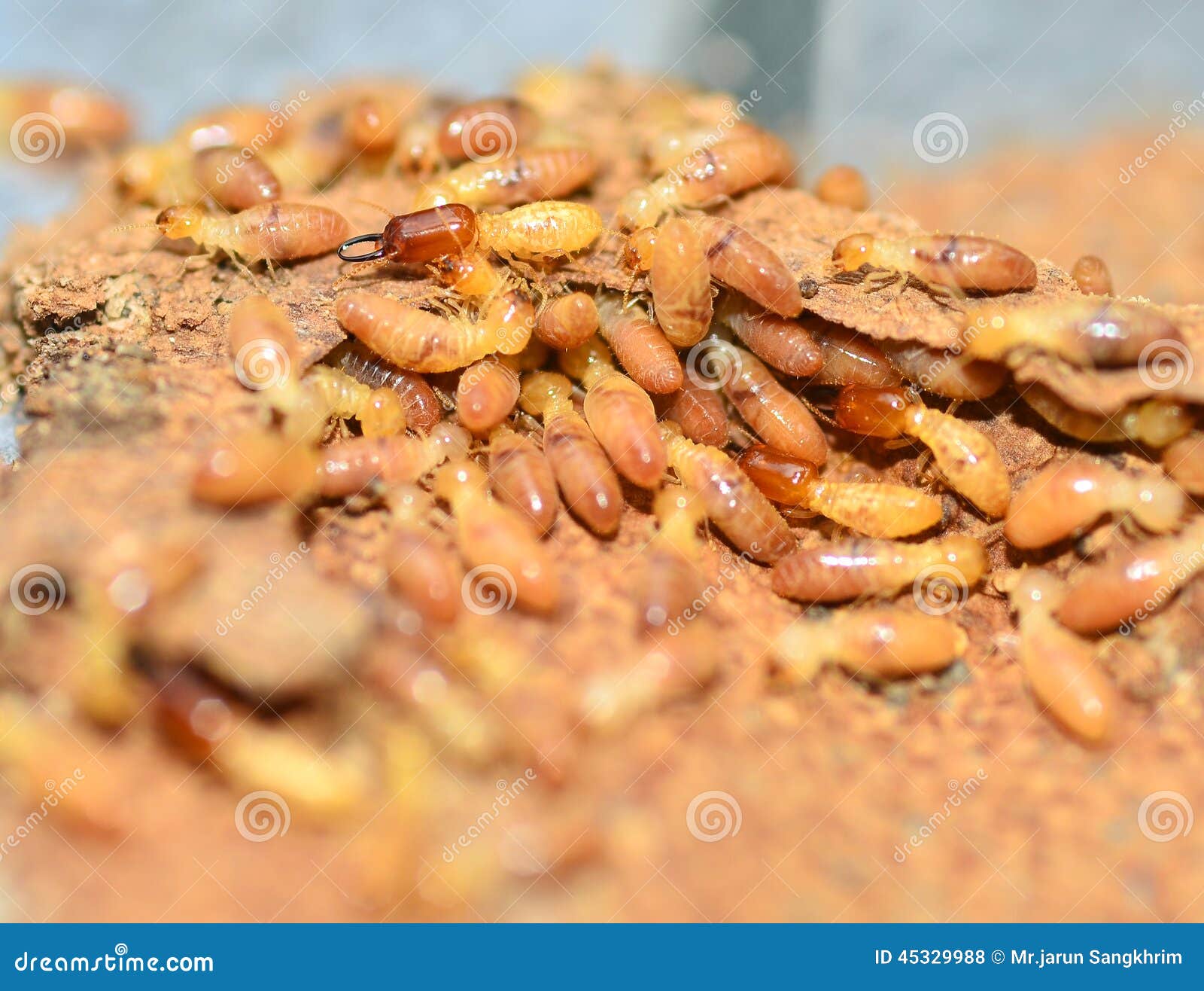 Termites stock photo. Image of soil, eating, group, subterranean - 45329988