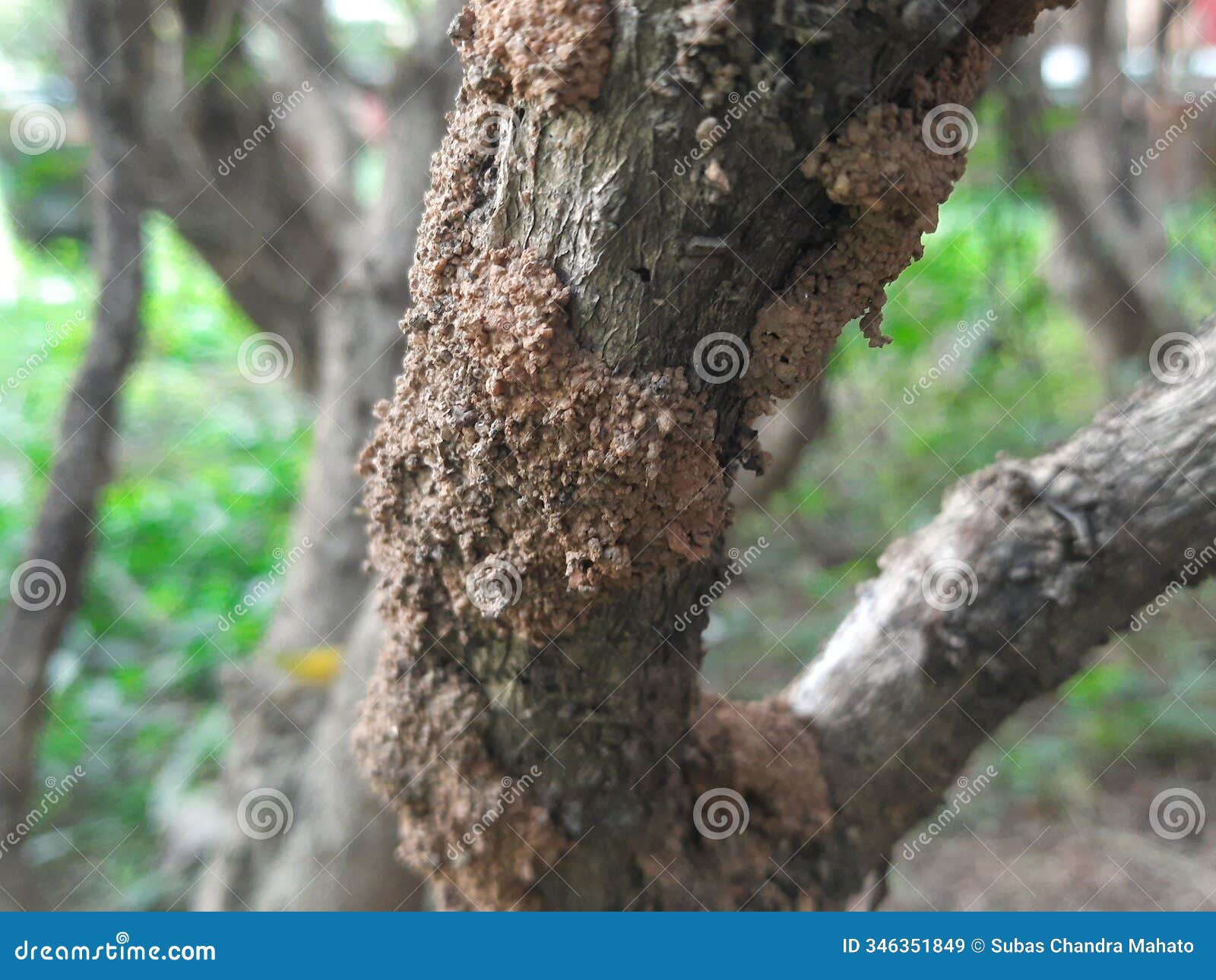 Termites Eating Tree Dry Branch. Stock Image - Image of wildlife, gray ...