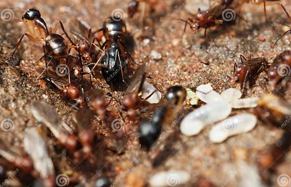 Termites et fourmis de vol image stock. Image du yeux - 10397871