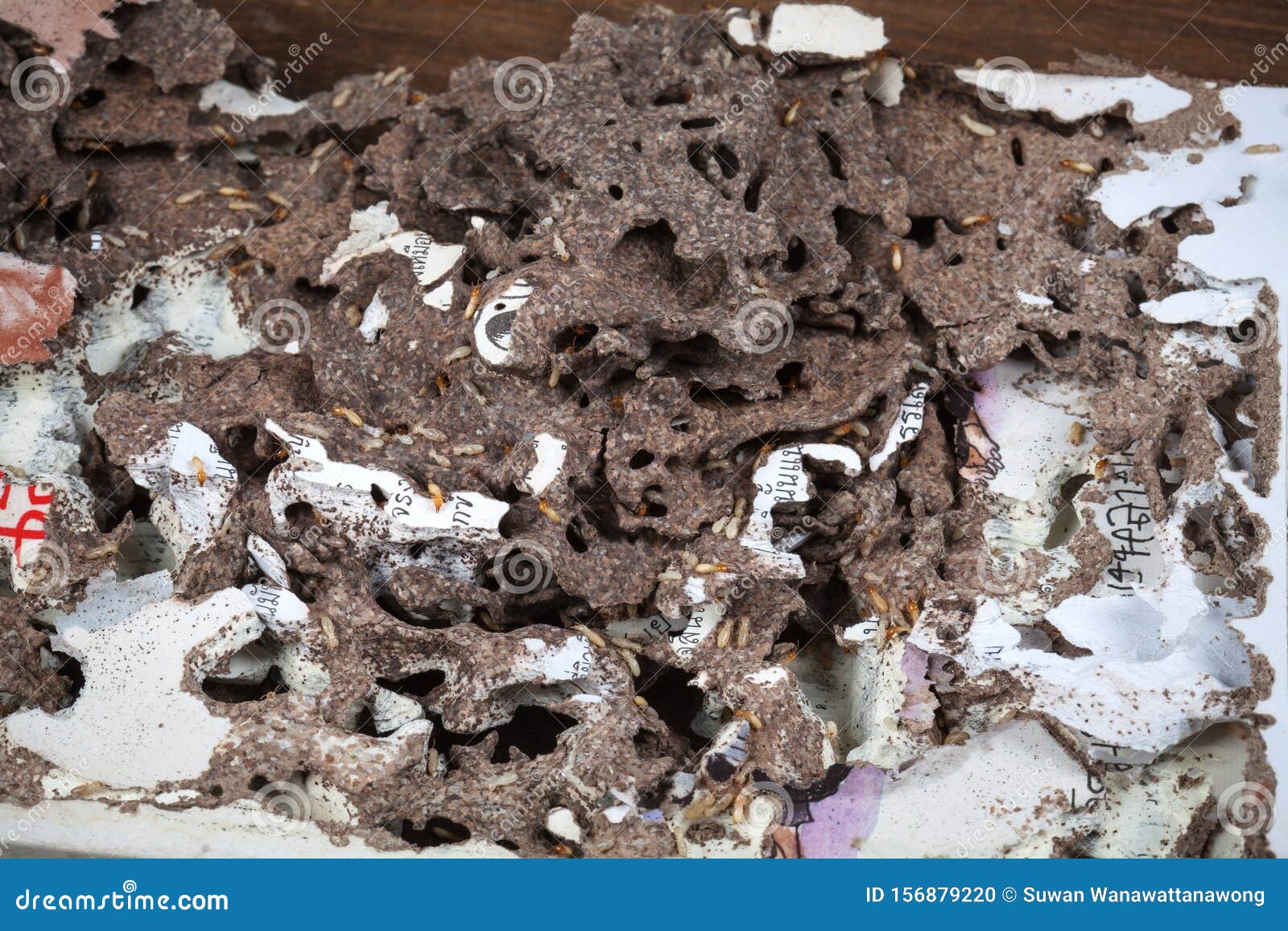 Termites Feed on a Pile of Books in the House. Stock Photo - Image of ...