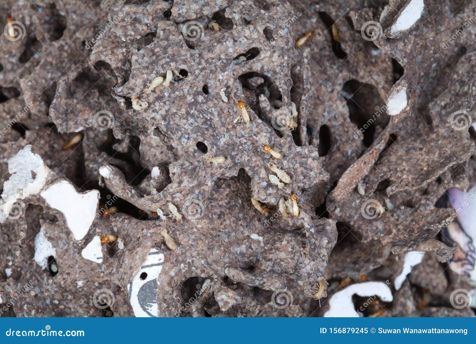Termites Feed on a Pile of Books in the House. Stock Image - Image of ...