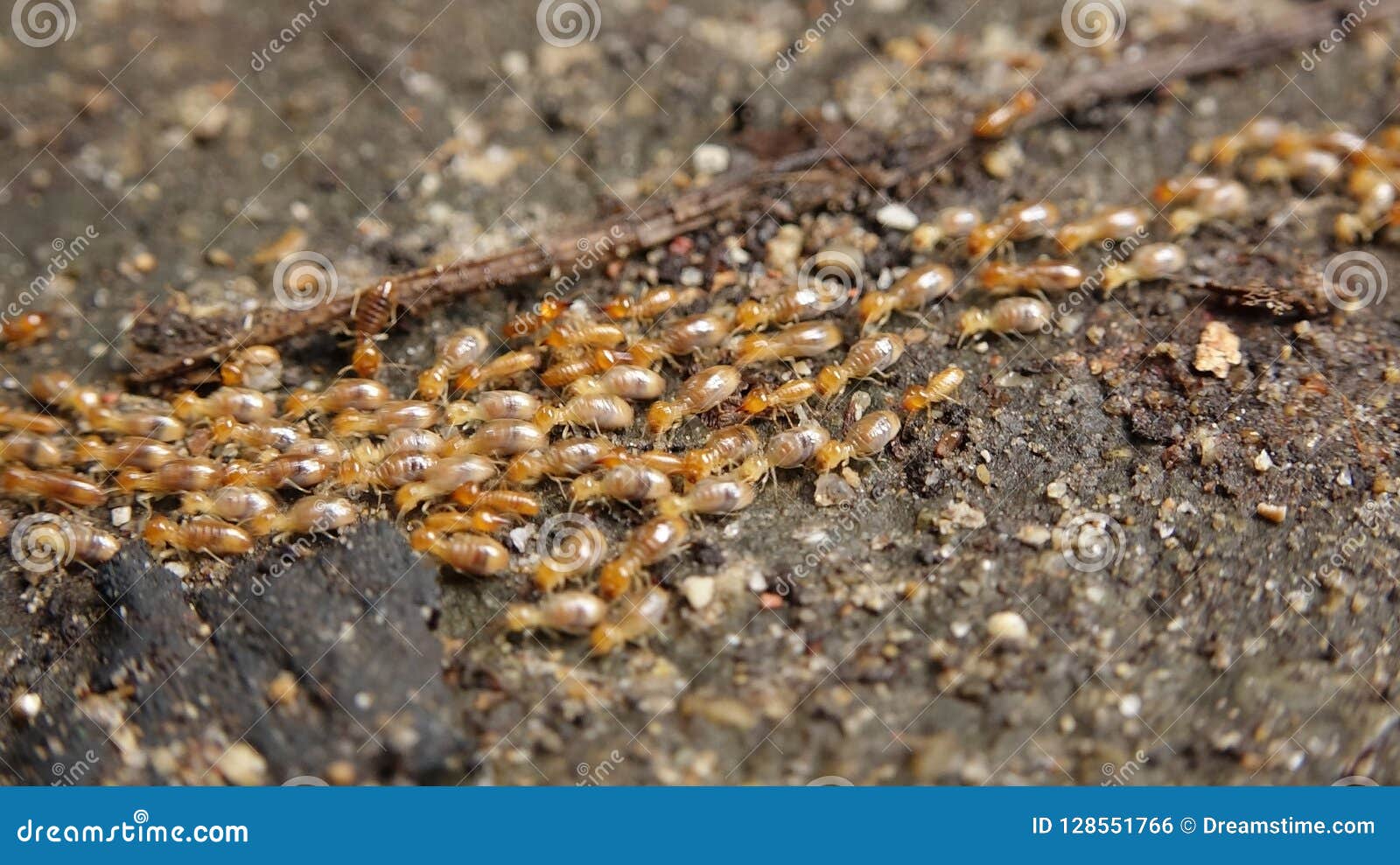 Termites on the Ground2018_10_12 Stock Photo - Image of procession ...