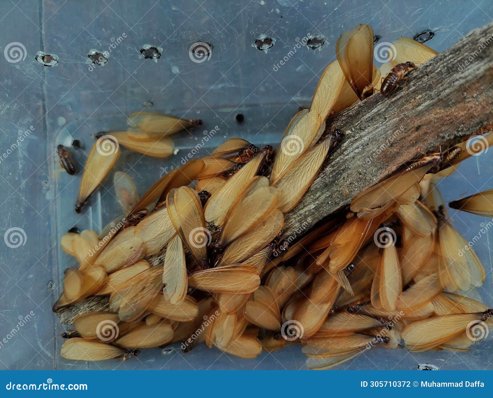 Termites that Have Evolved into Attractive Moths Stock Photo - Image of ...