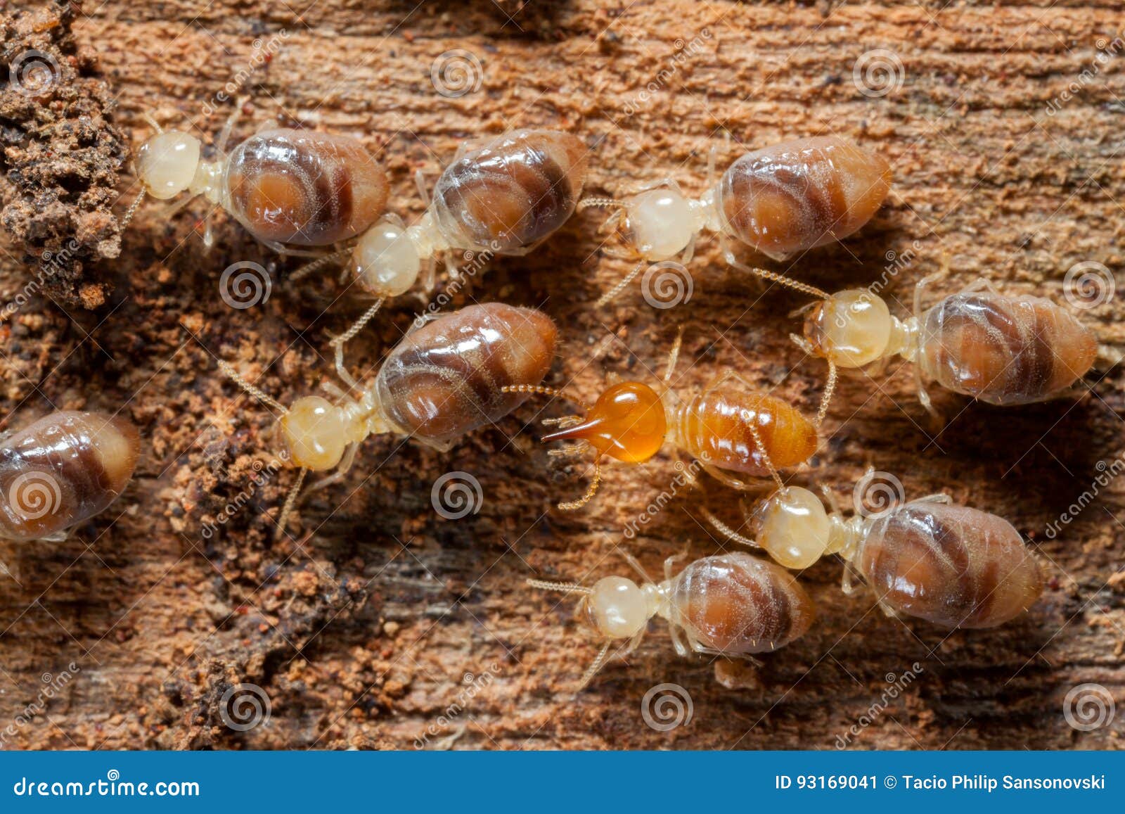 Termites Insects In Colony Over Wood Inside Of The Amazon Rainforest In ...