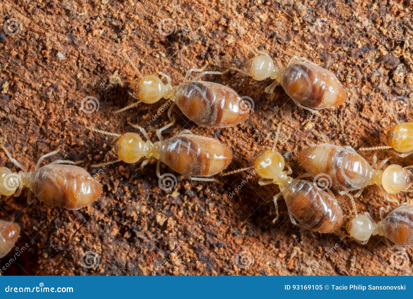 Termites Insects In Colony Over Wood Inside Of The Amazon Rainforest In ...