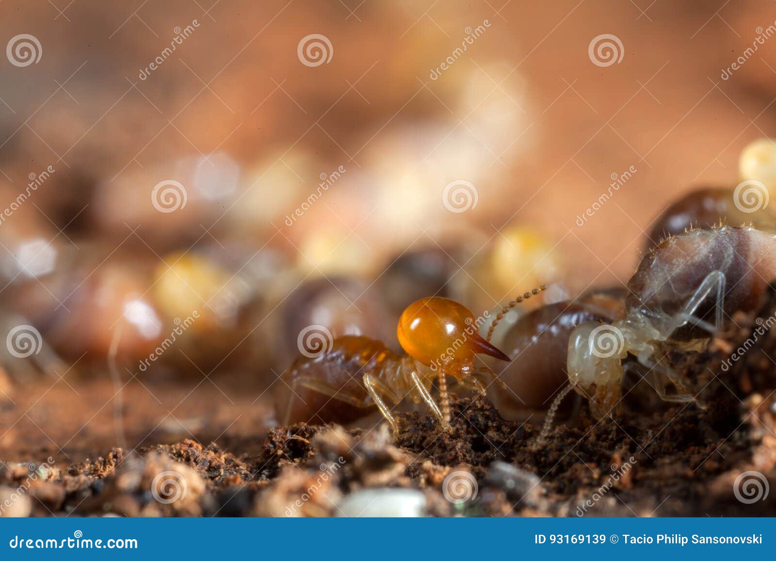 Termites insects in colony stock image. Image of wood - 93169139