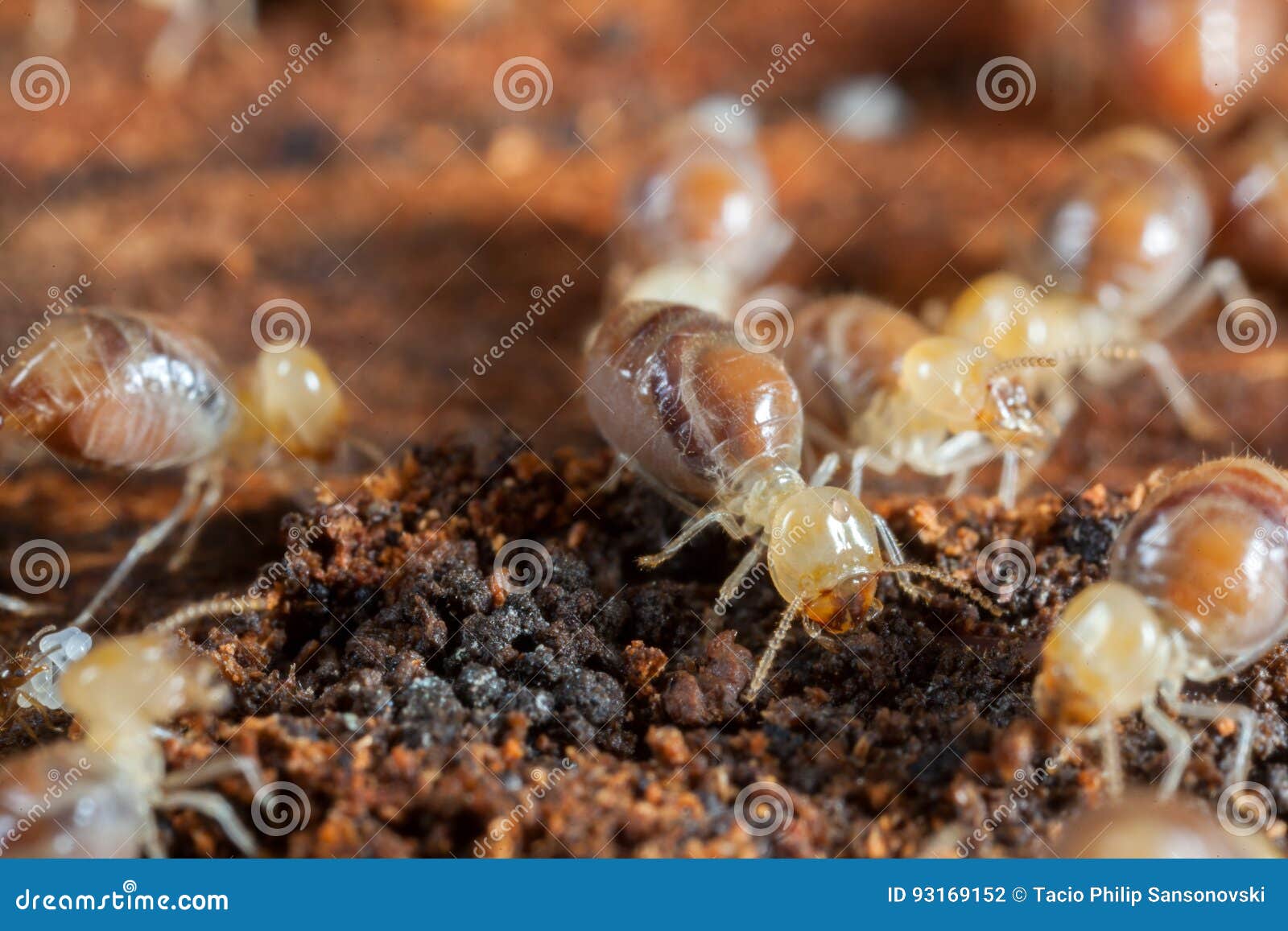 Termites insects in colony stock photo. Image of colony - 93169152