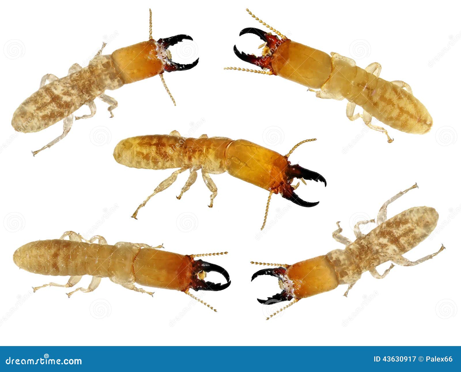 Termites stock image. Image of dead, rough, material - 43630917