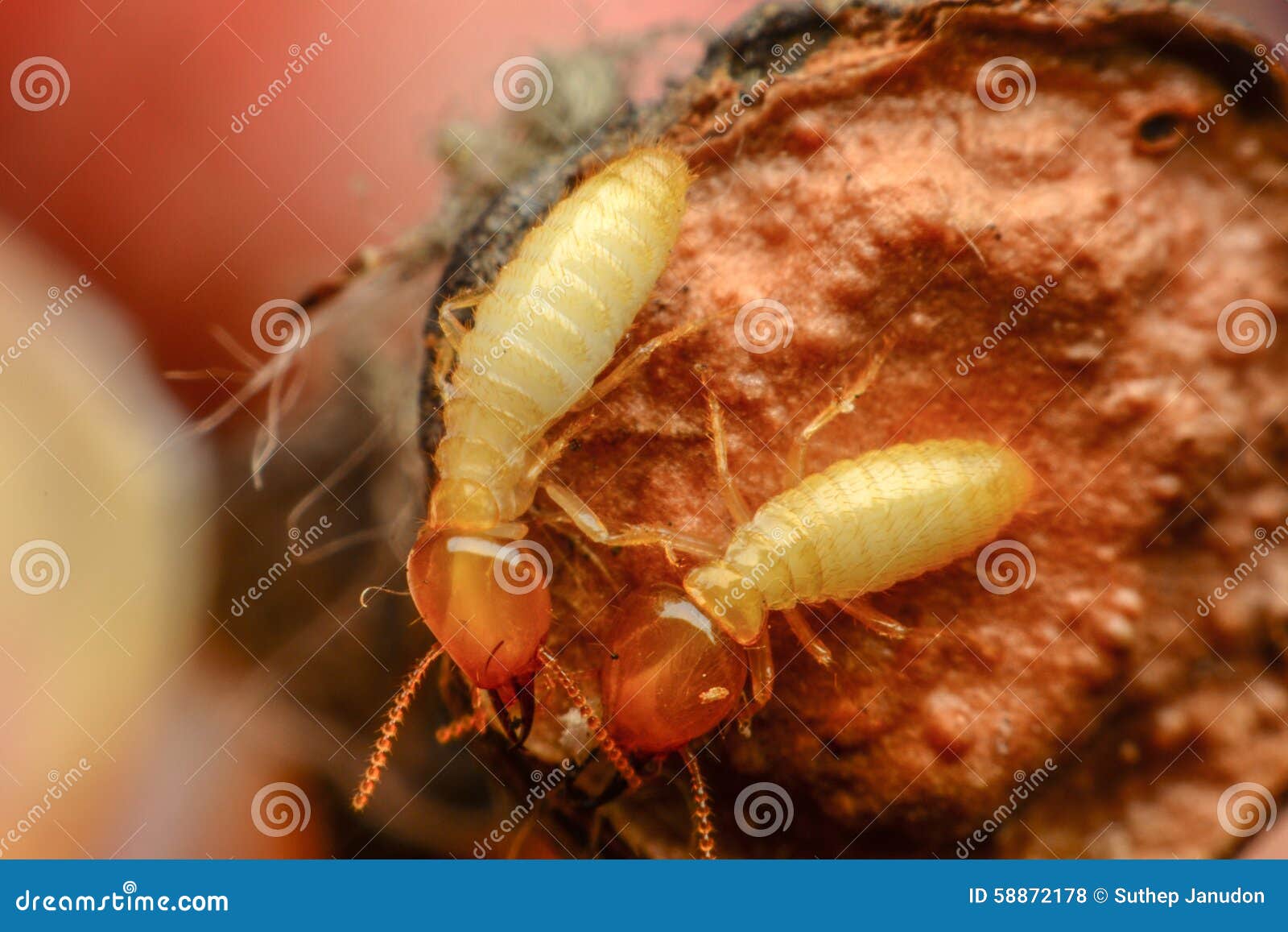 Termites macro stock photo. Image of brushwood, termite - 58872178