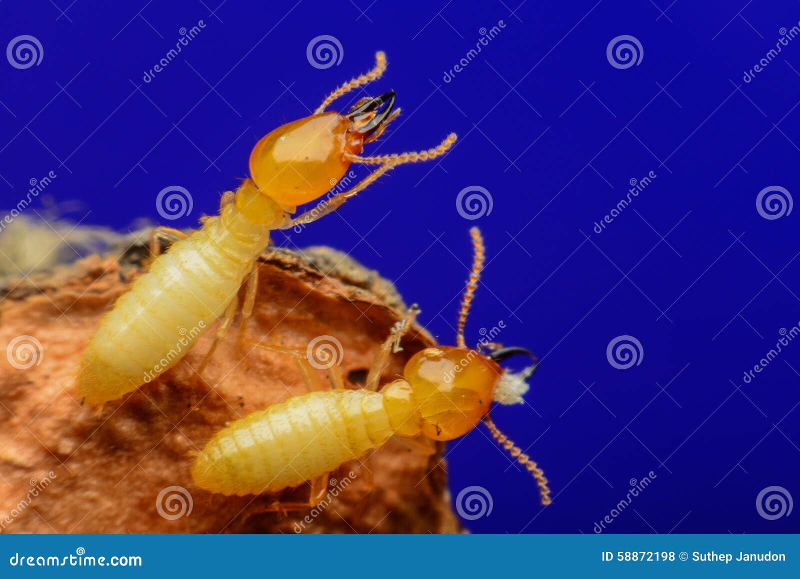 Termites macro stock photo. Image of home, damage, decay - 58872198
