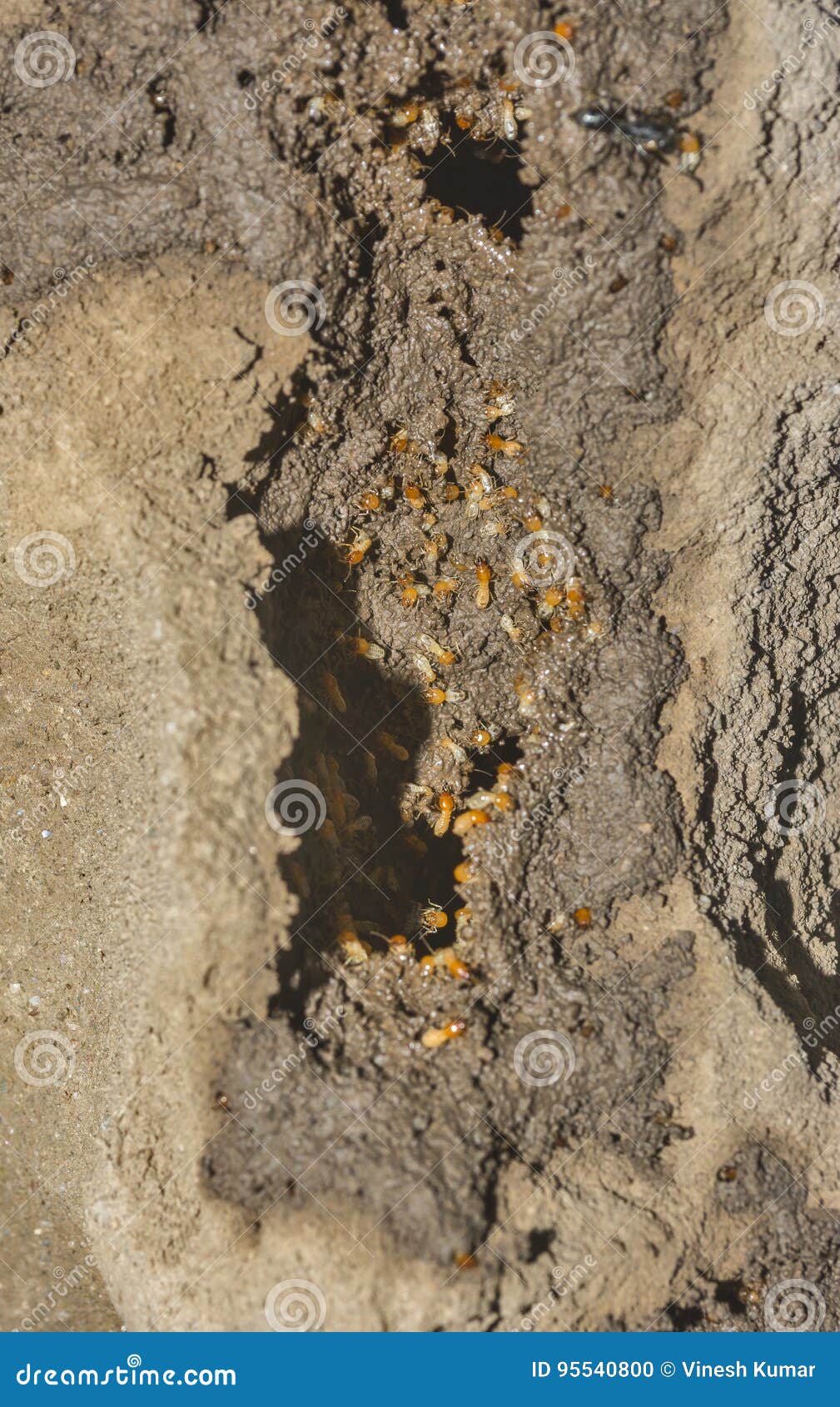 Termites: Nature engineers stock photo. Image of nature - 95540800