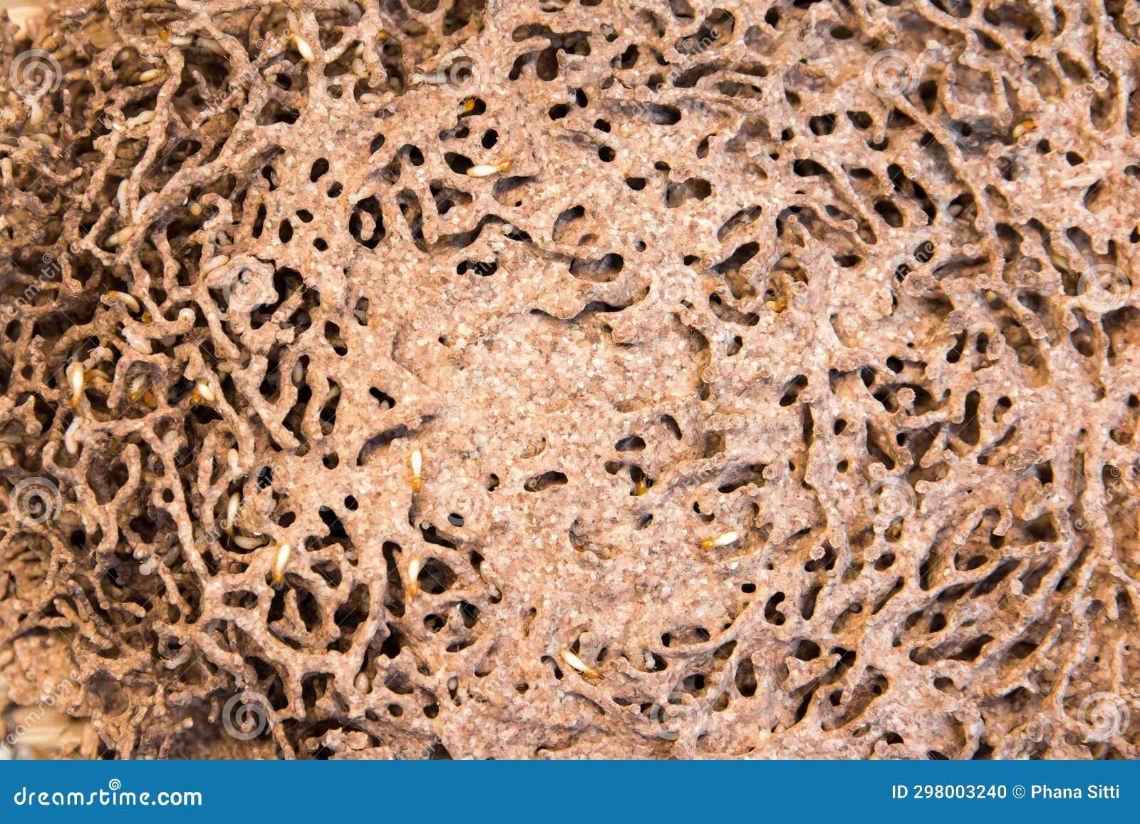 Termites Nest Background. Termites with Termites Nest Texture Stock ...