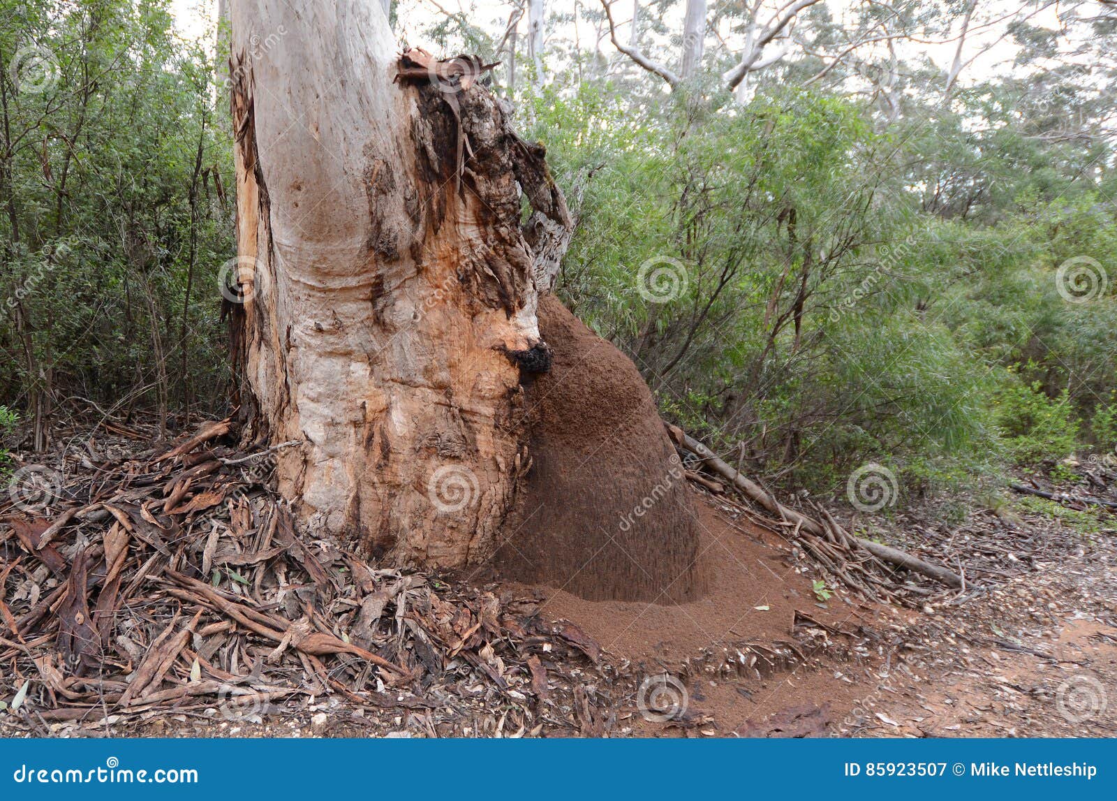 Termites Nest in Boranup Forest Western Australia Stock Image - Image ...