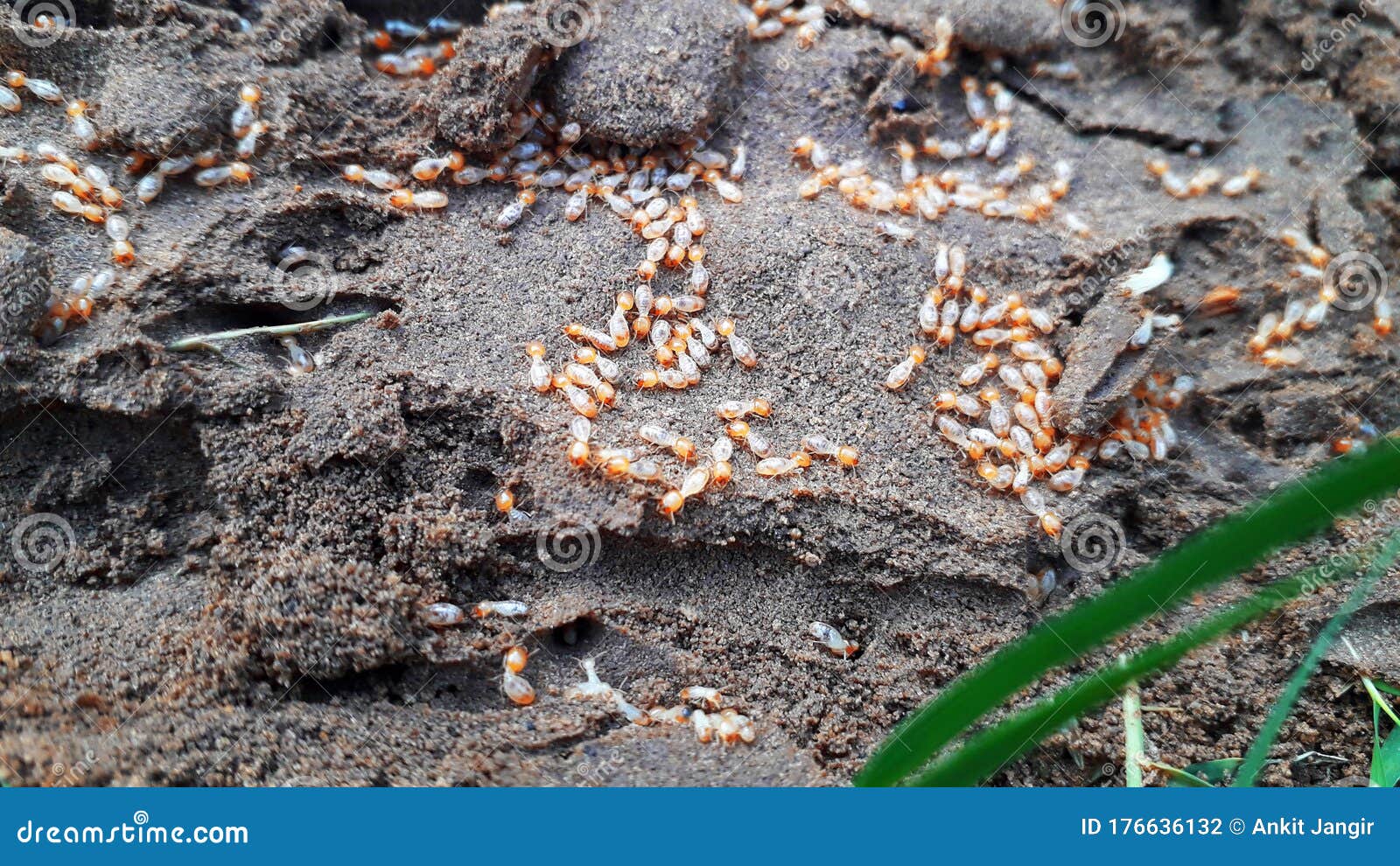 Termites Nest In North Queensland Australia Royalty-Free Stock Photo ...