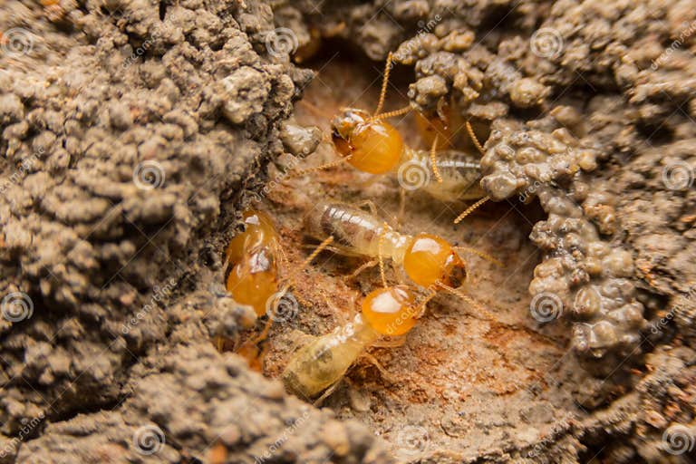 Termites nesting stock image. Image of pest, wood, macro - 55463815