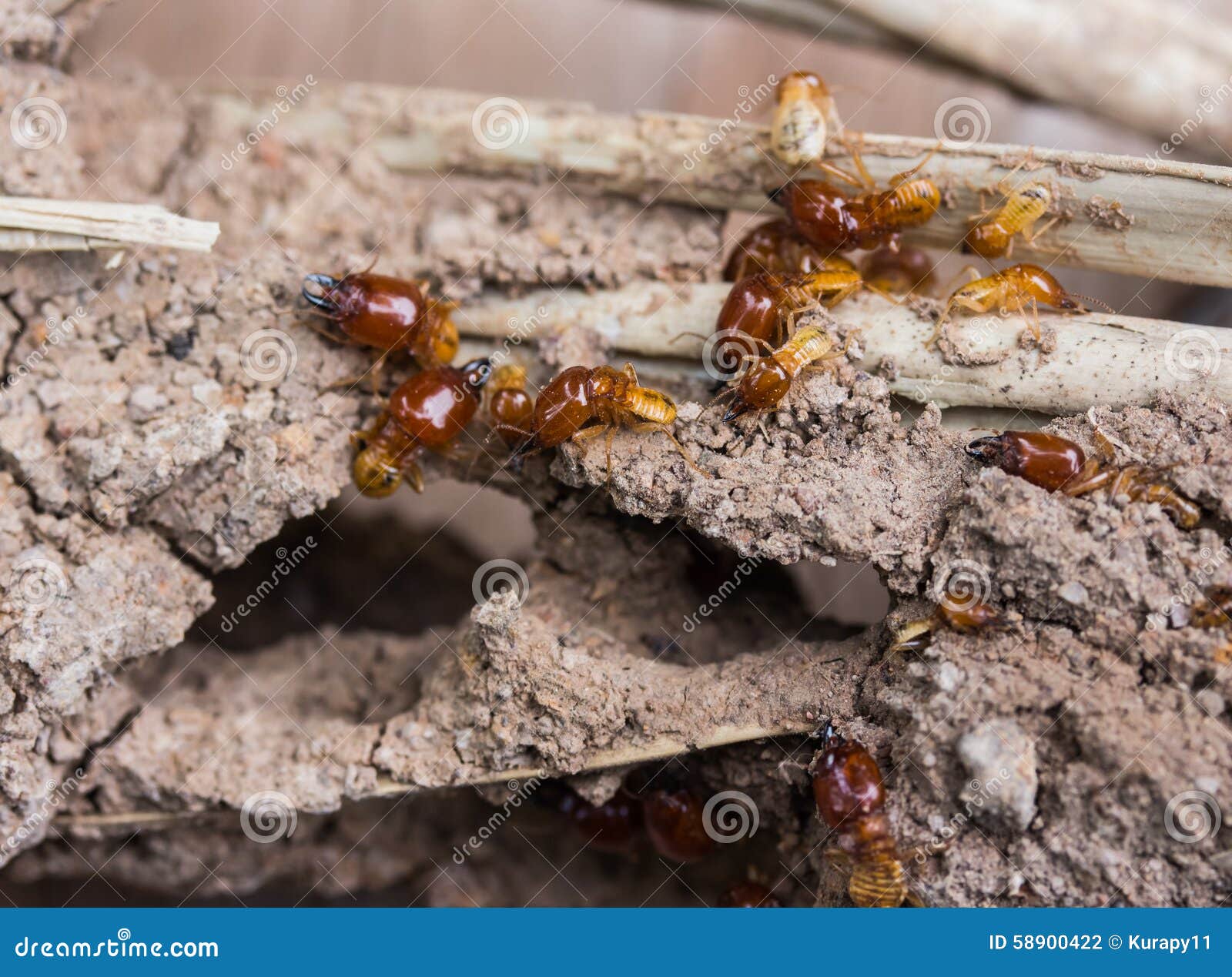 Termites are Nesting in Timber. Stock Photo - Image of detritivore ...
