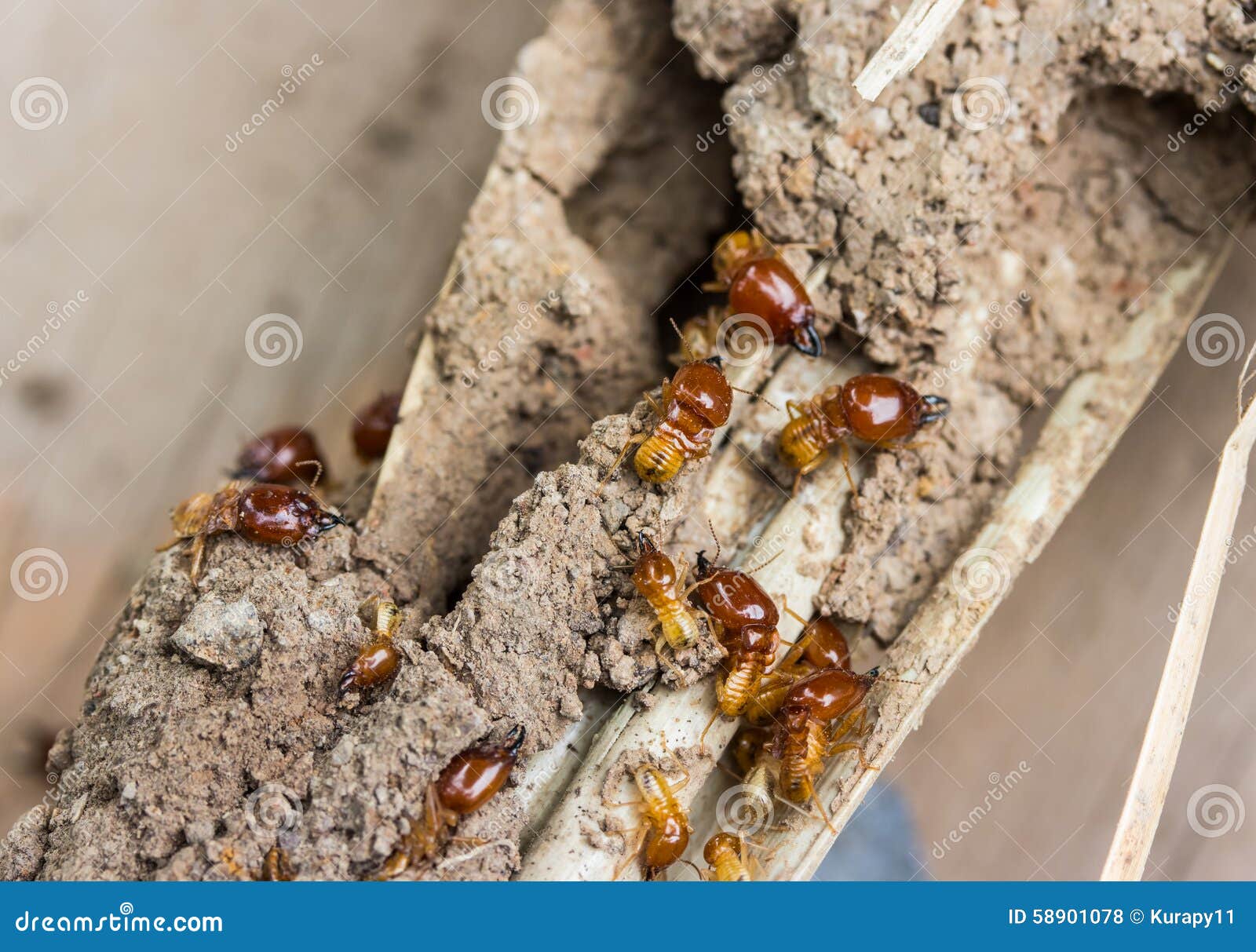 Termites are Nesting in Timber. Stock Photo - Image of group, termites ...