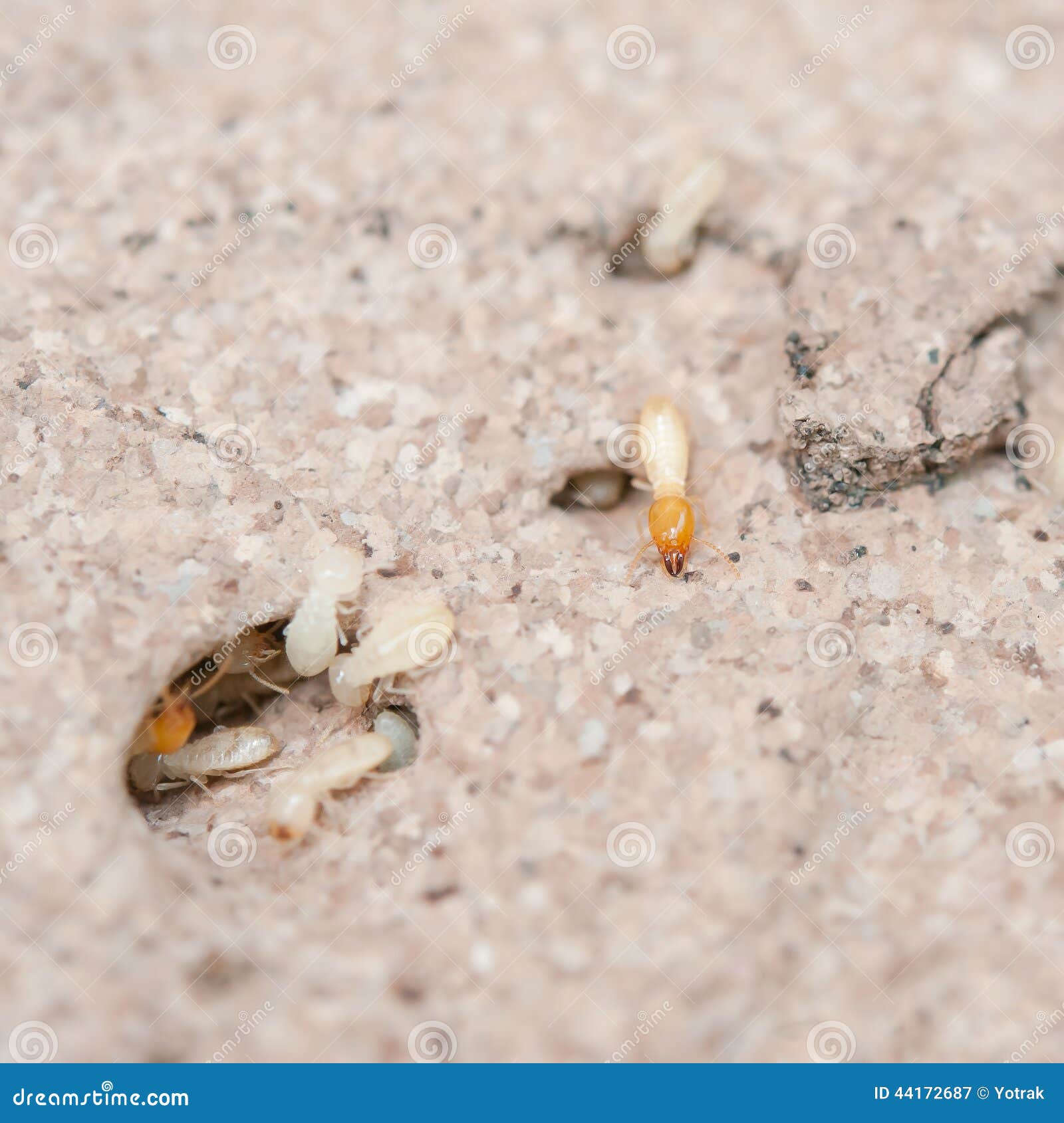 Termites Ou Fourmis Blanches Image stock - Image du lumber, ennui: 44172687