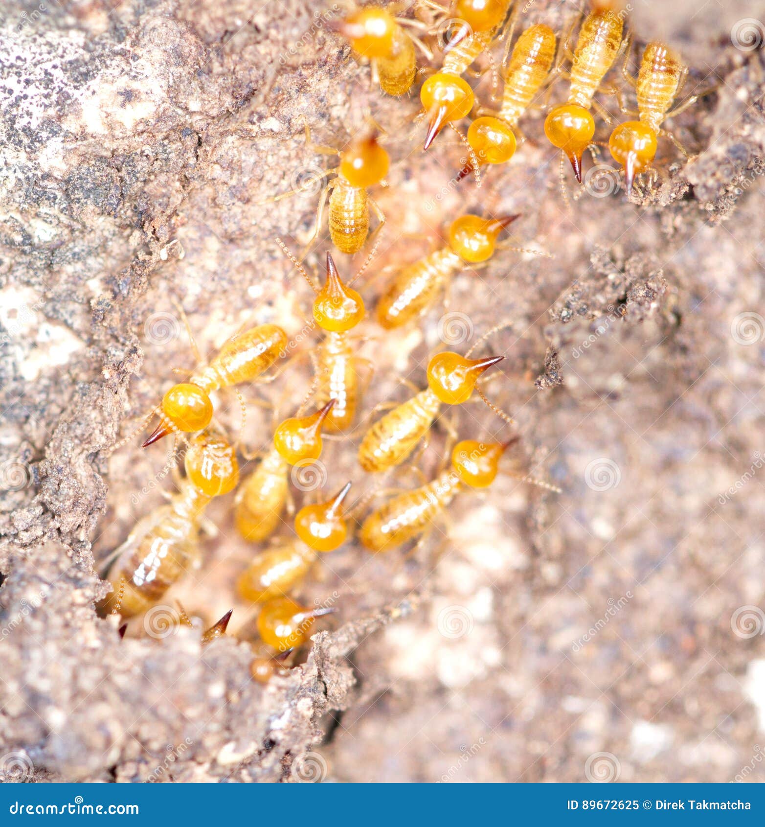 Termites Ou Fourmis Blanches Image stock - Image du lumber, ouvrier ...