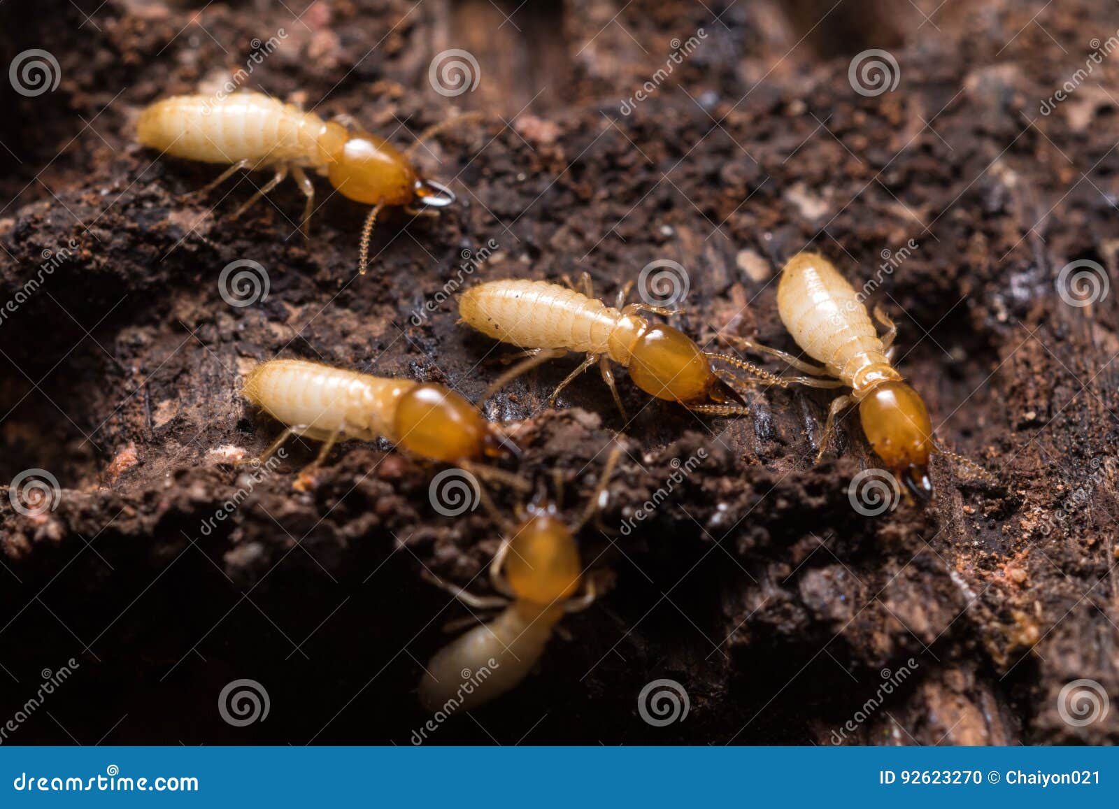 Termites Ou Fourmis Blanches Photo stock - Image du soldat, animal ...