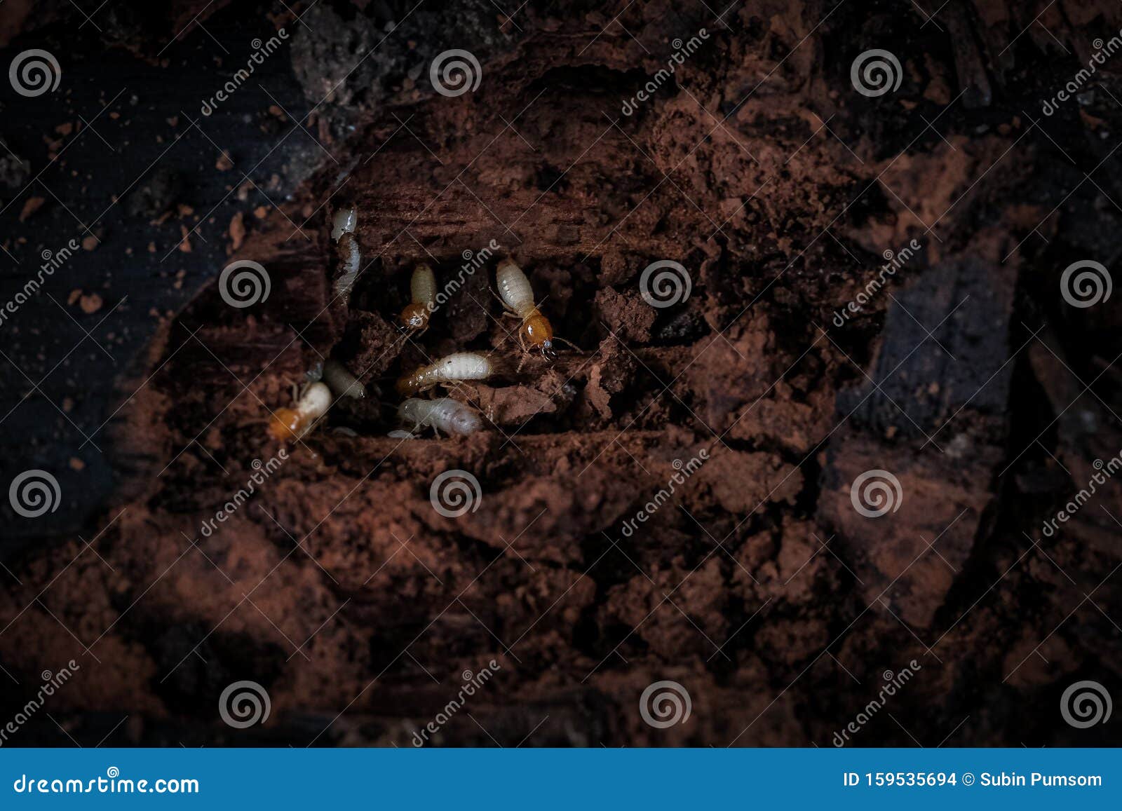 Termites Ou Fourmis Blanches Photo stock - Image du criqué, structure ...
