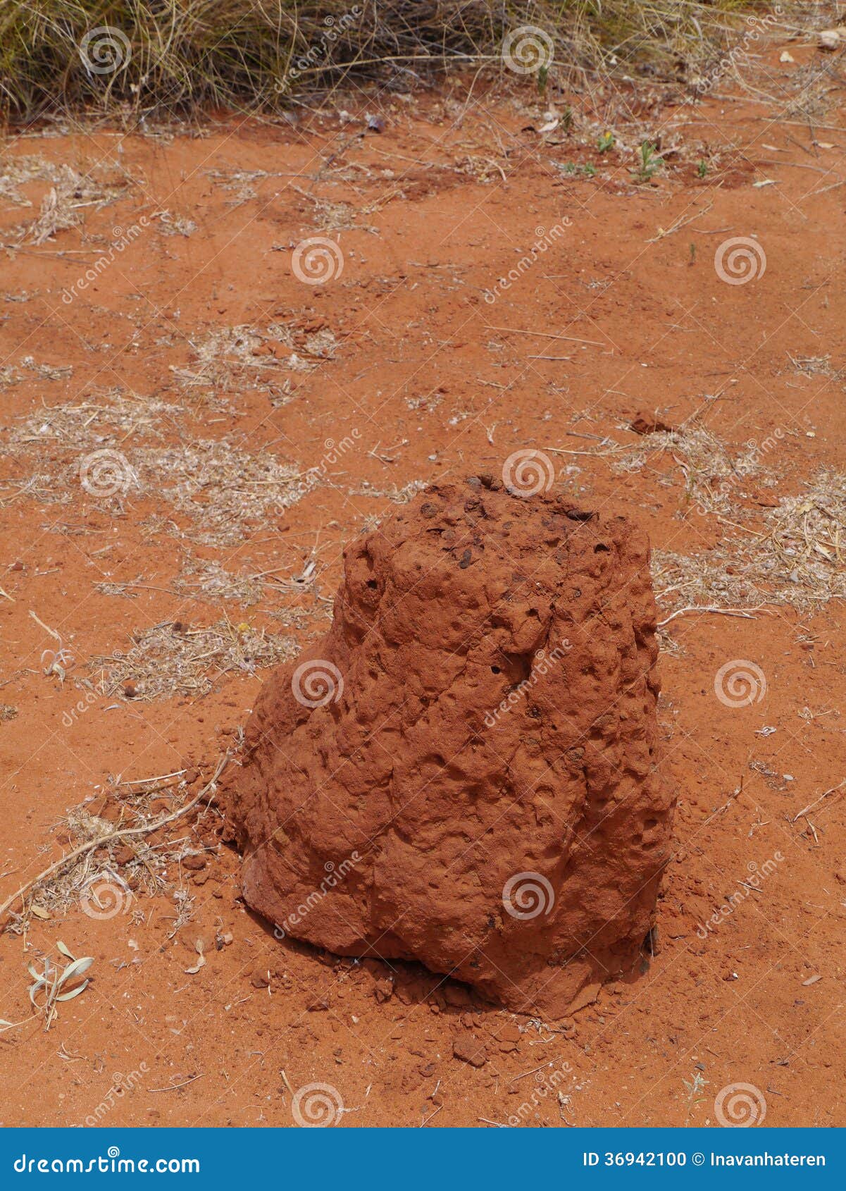 Termites in the outback stock photo. Image of insect - 36942100
