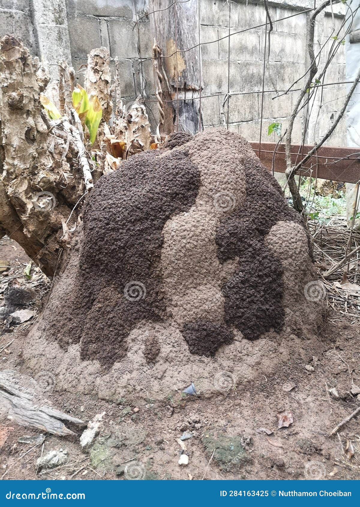 Termites, Specifically Subterranean Termites, Build Their Nests or ...