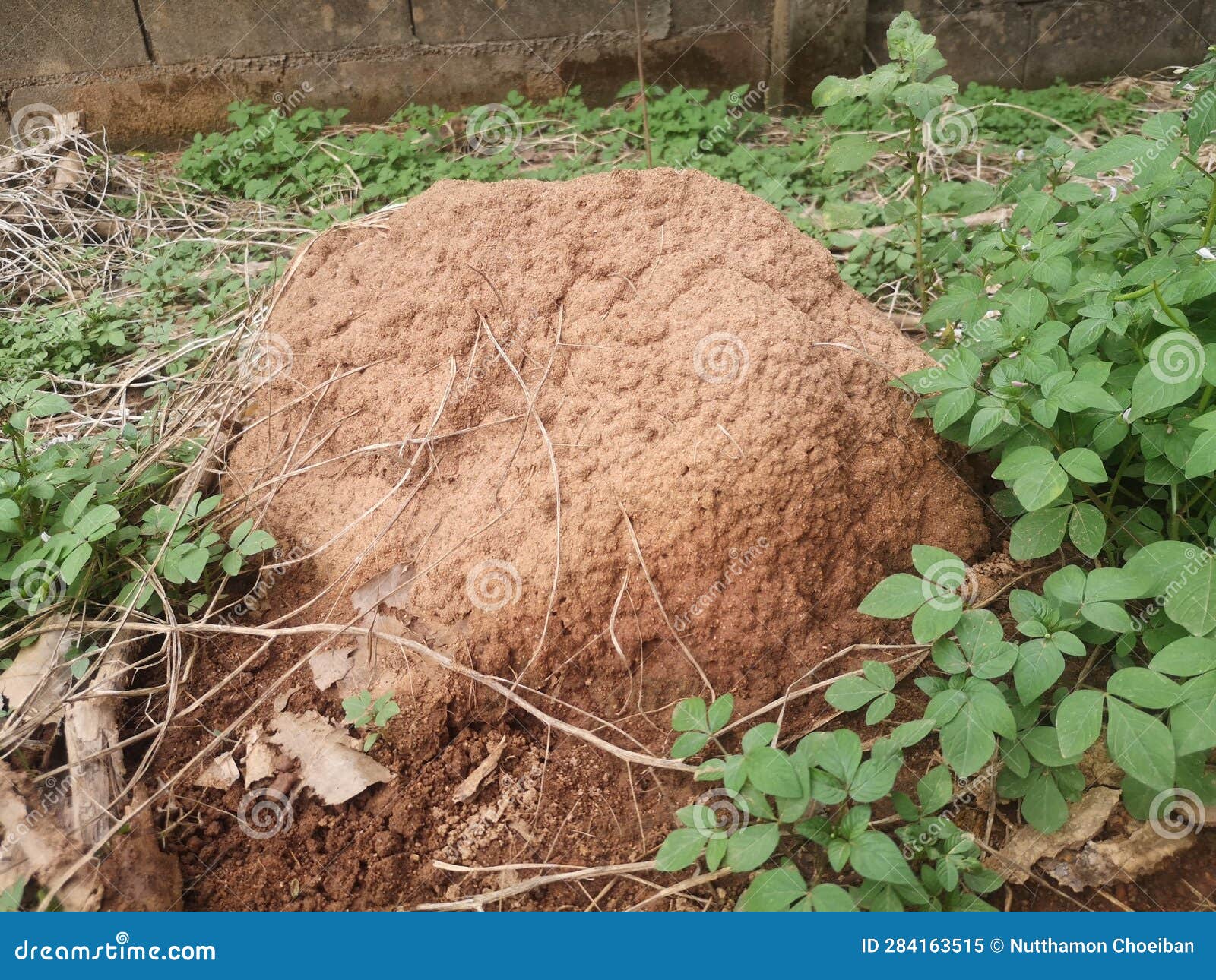 Termites, Specifically Subterranean Termites, Build Their Nests or ...