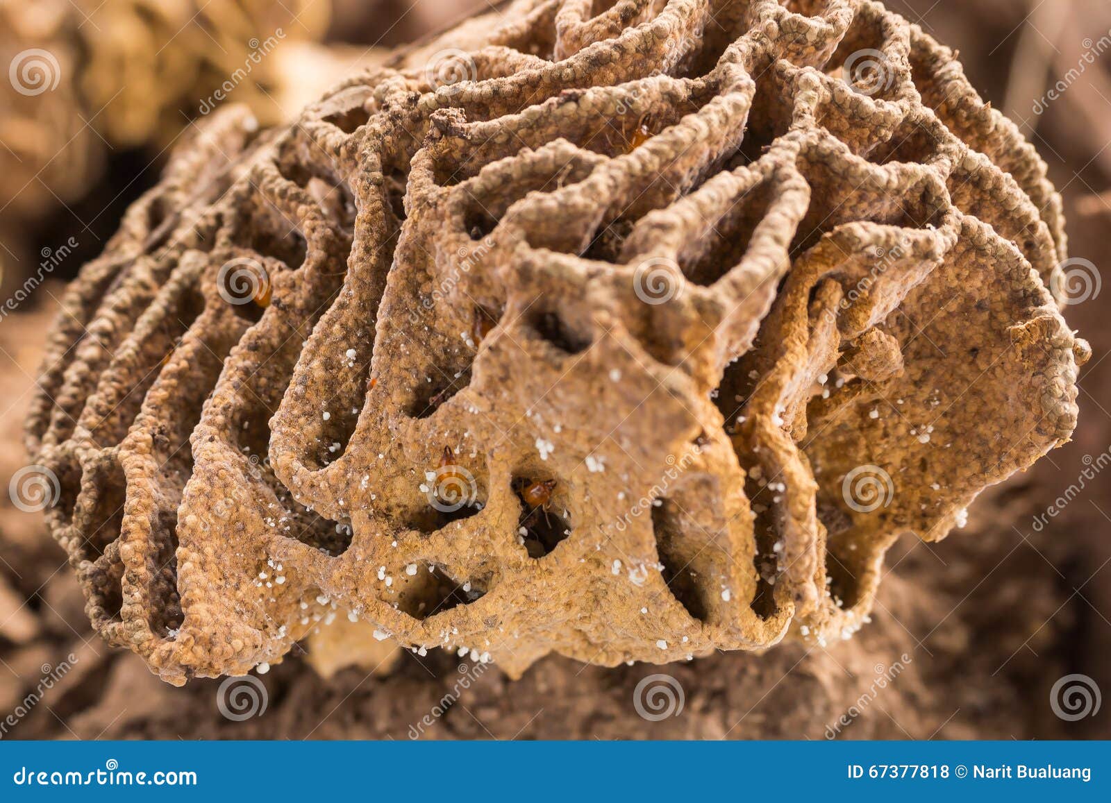 Termites swarm stock photo. Image of nature, swarm, brown - 67377818