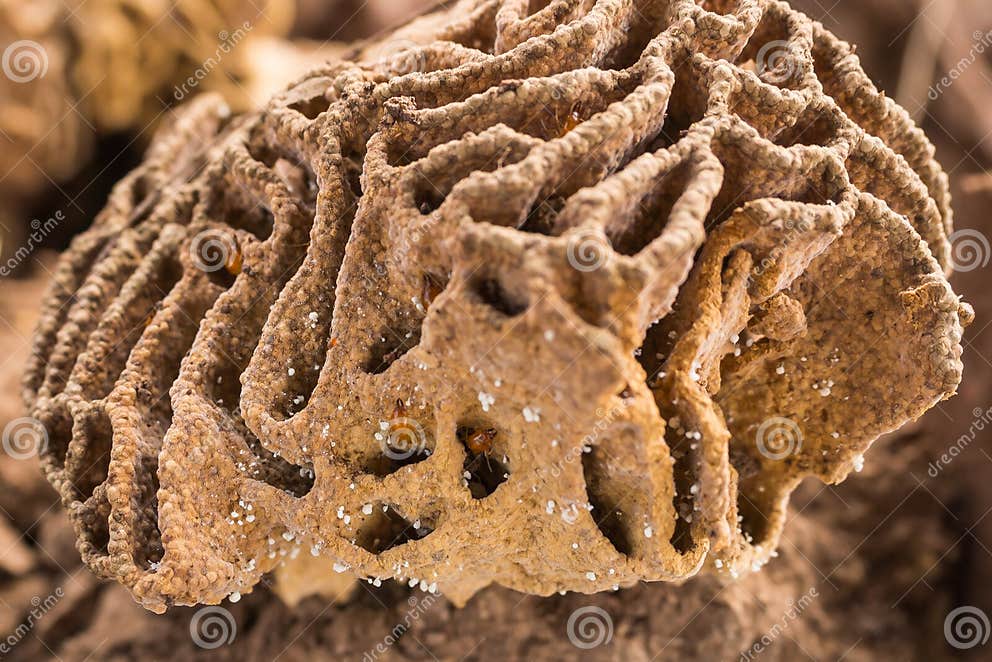 Termites swarm stock photo. Image of nature, swarm, brown - 67377818