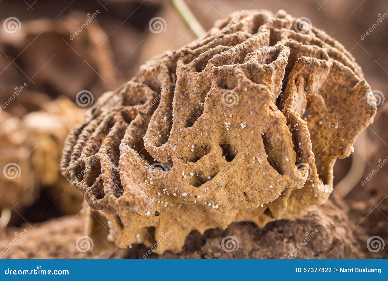 Termites swarm stock photo. Image of insect, material - 67377822