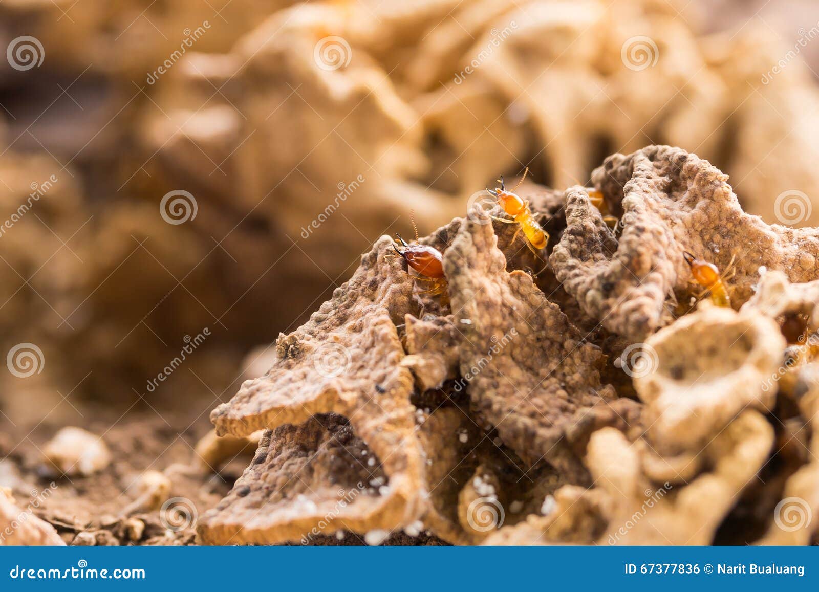 Termites swarm stock photo. Image of insect, environment - 67377836