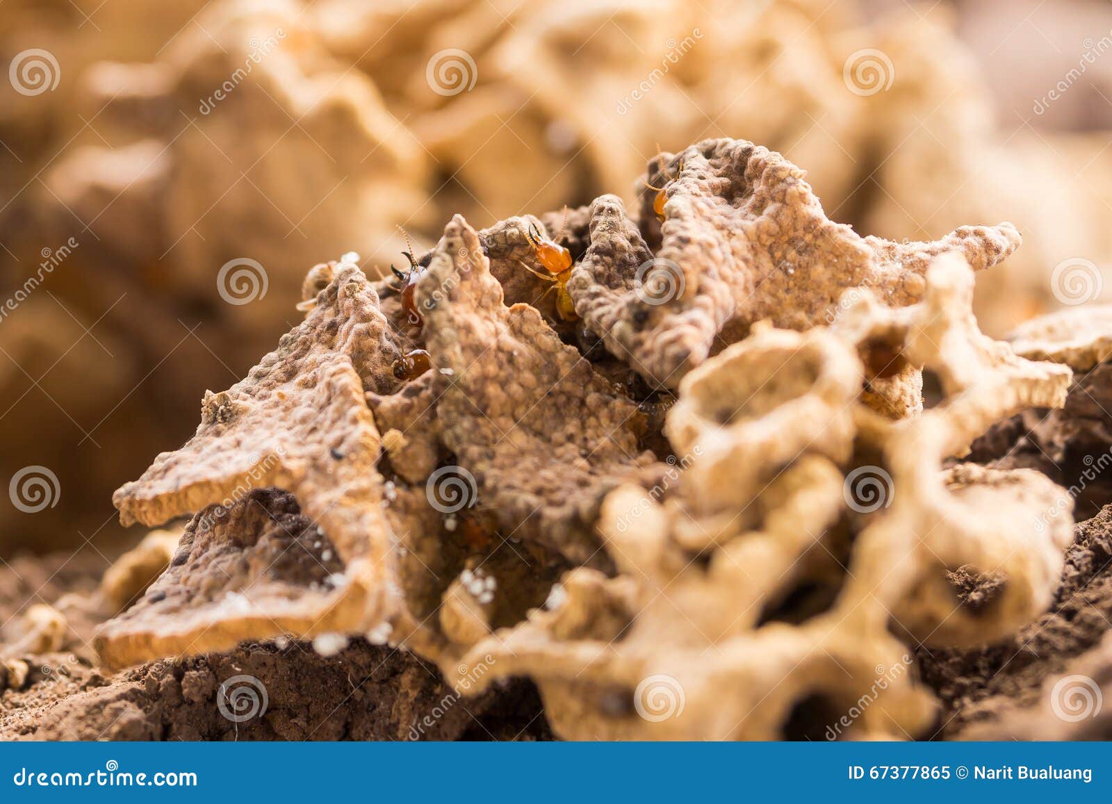 Termites swarm stock image. Image of swarm, macro, termites - 67377865