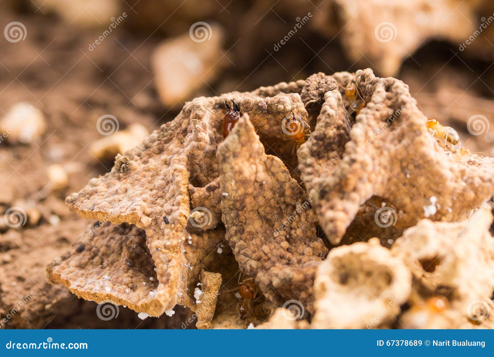 Termites swarm stock image. Image of nest, brown, bugs - 67378689