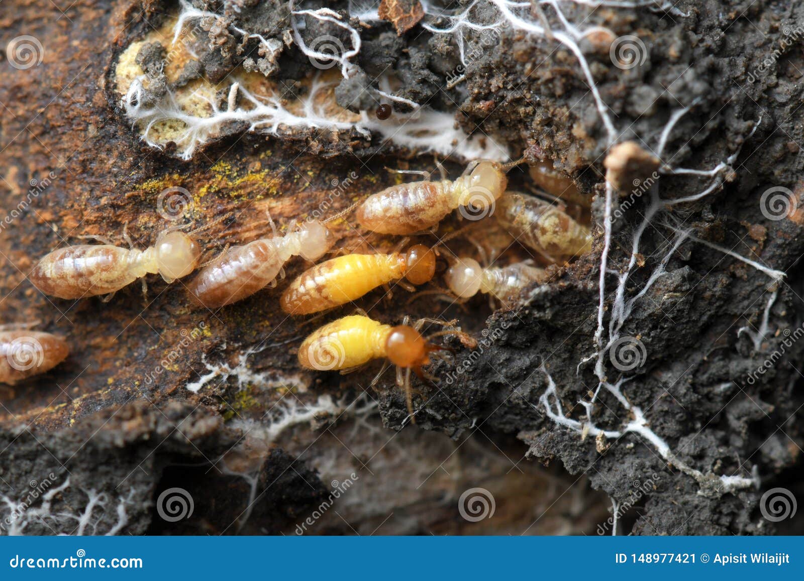 Termites in Termite Mound for Background. Stock Image - Image of pest ...