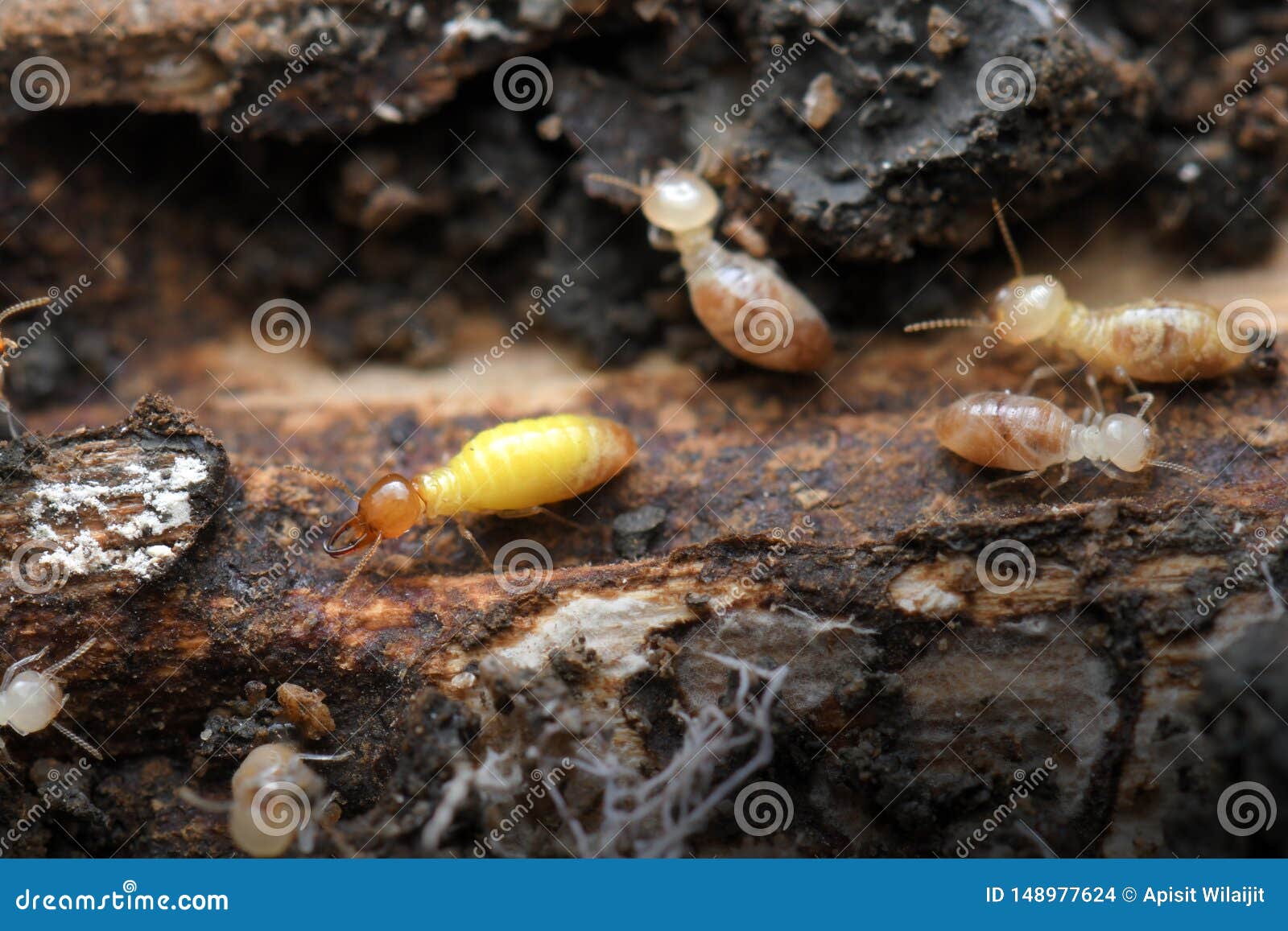 Termites in Termite Mound for Background. Stock Photo - Image of macro ...