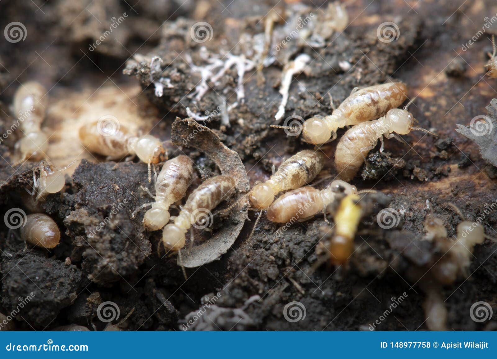 Termites in Termite Mound for Background. Stock Photo - Image of ...