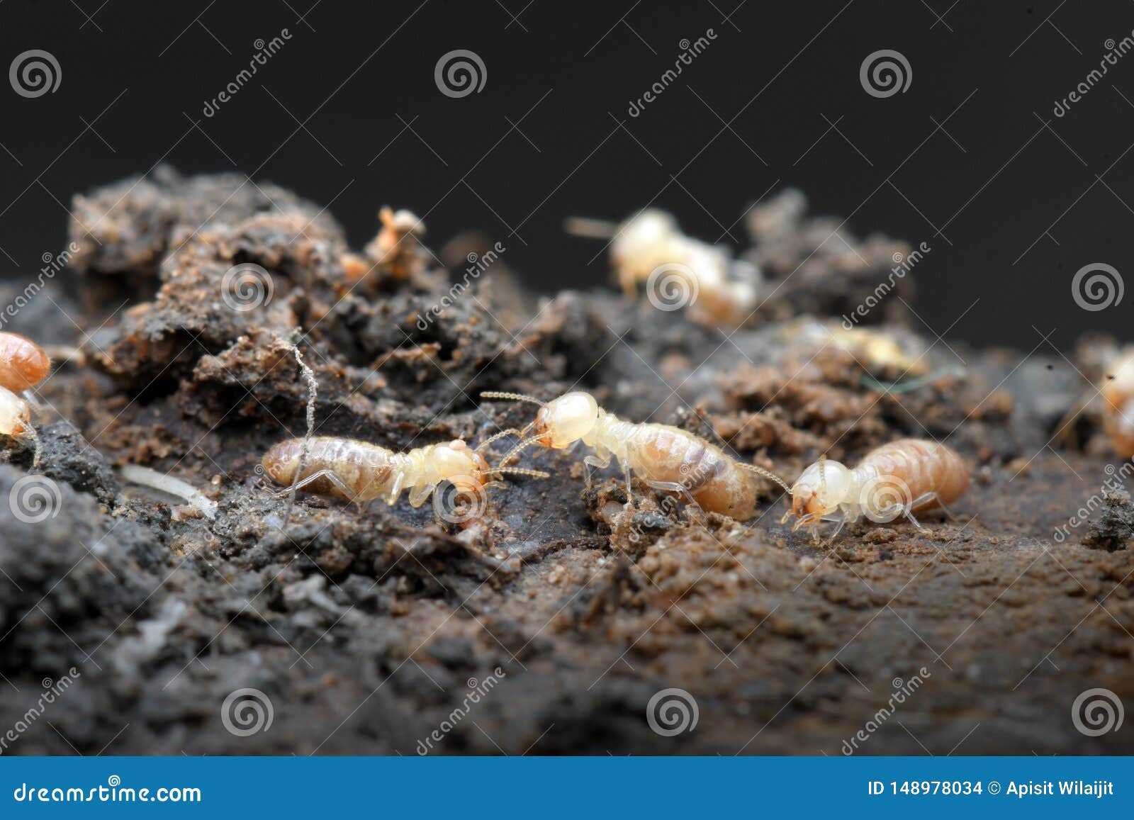 Termites in Termite Mound for Background. Stock Photo - Image of mound ...