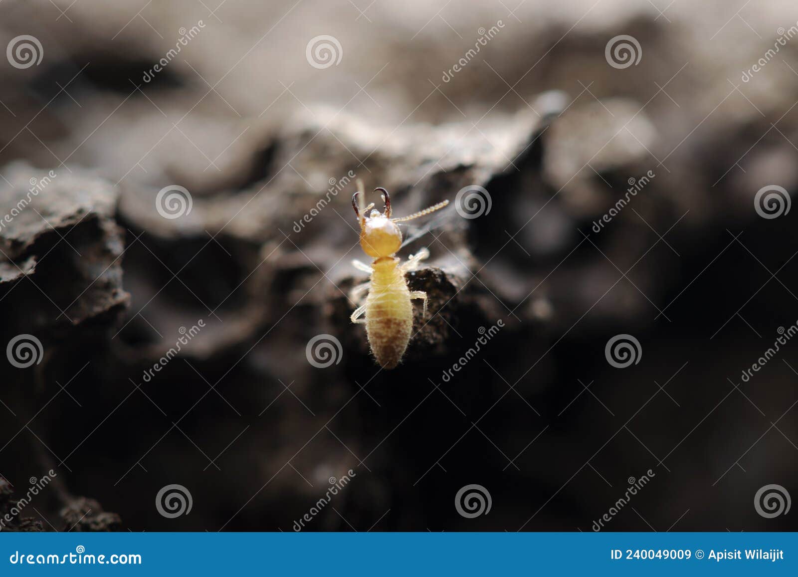 Termites with Termite Mound in Nature Background. Stock Image - Image ...
