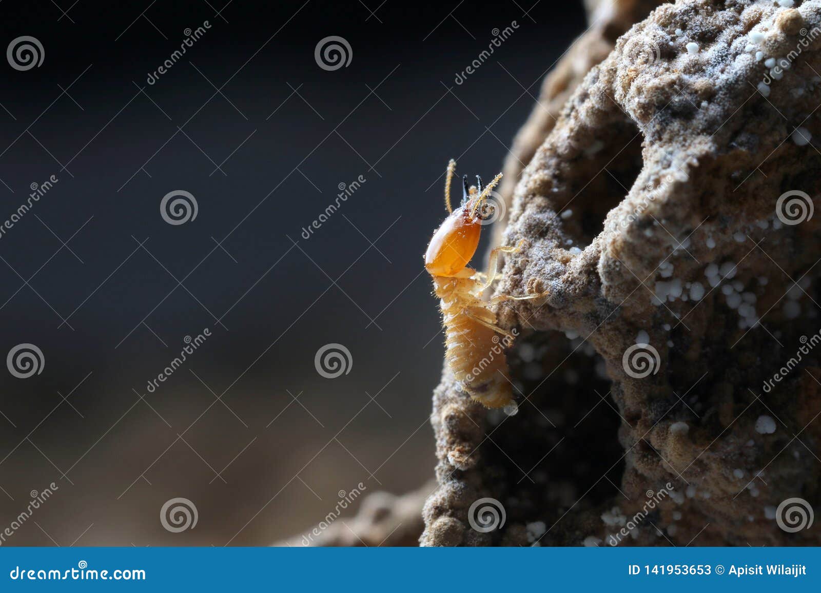 Termites in Termite mound. stock image. Image of objects - 141953653