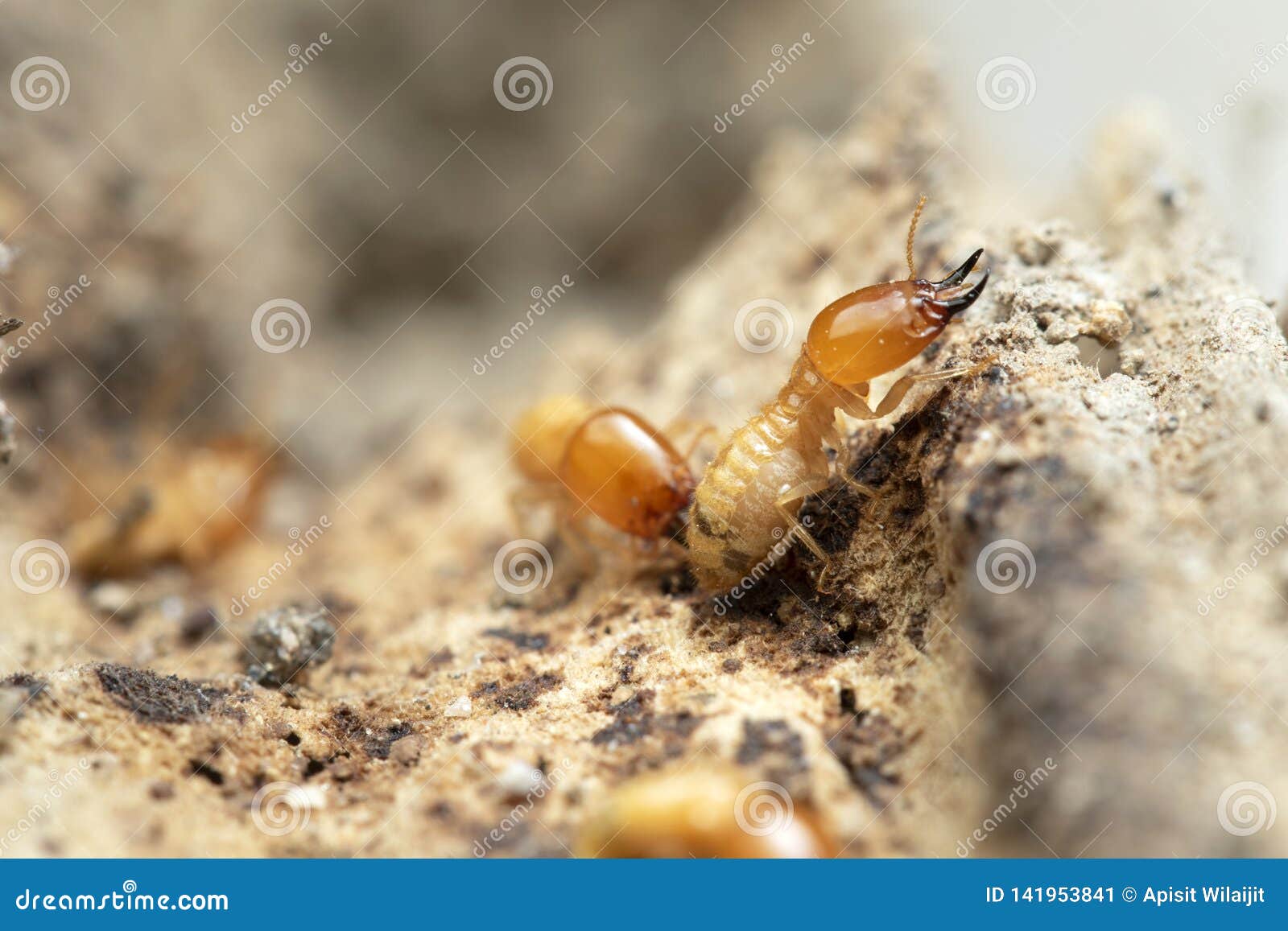 Termites in Termite mound. stock image. Image of insect - 141953841