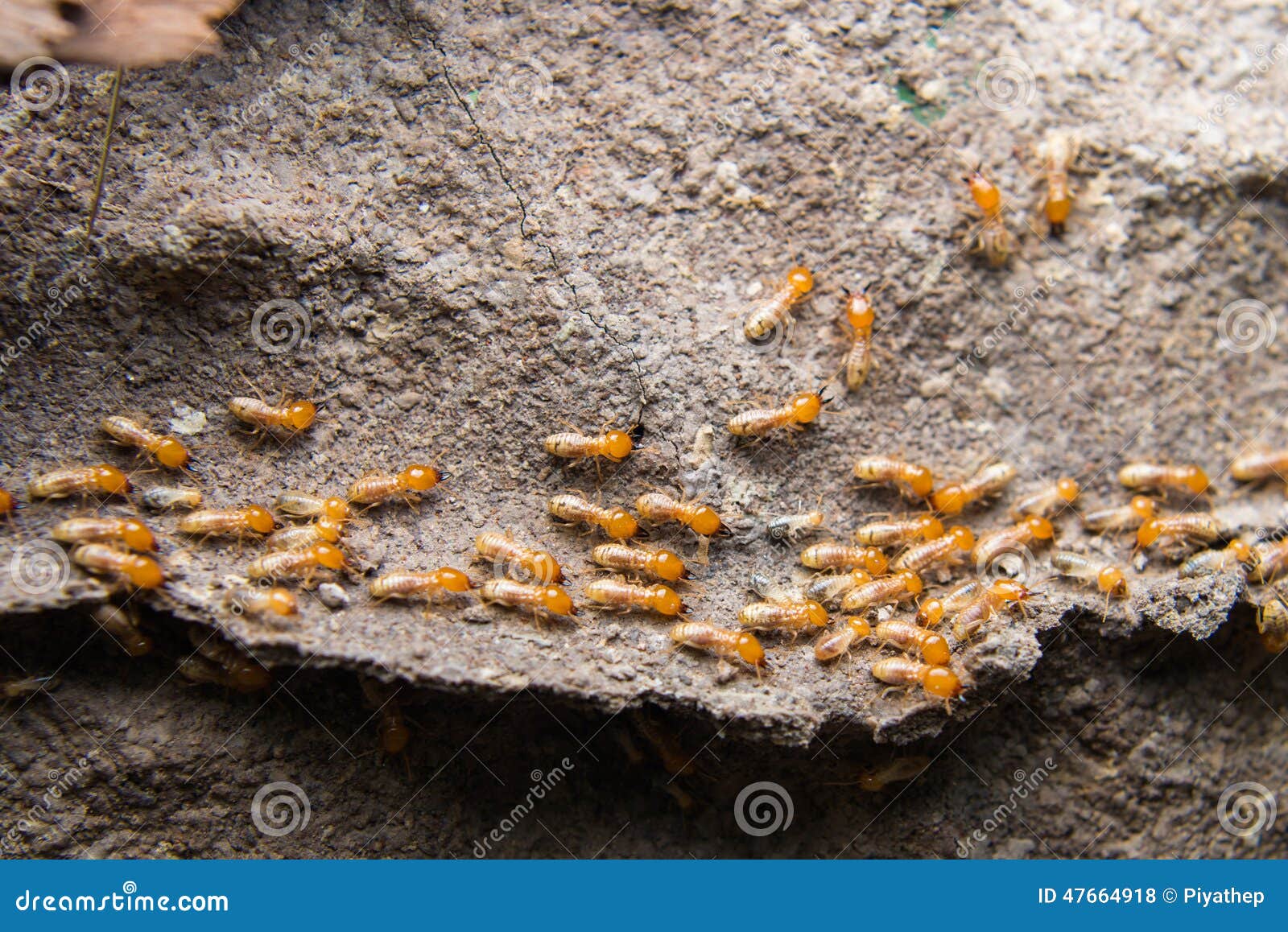 Termites stock photo. Image of detritivore, tropical - 47664918