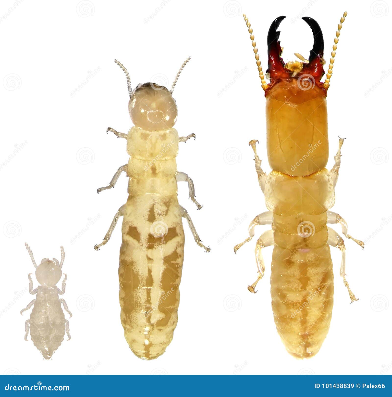 Termiti immagine stock. Immagine di danni, fauna, macro - 101438839